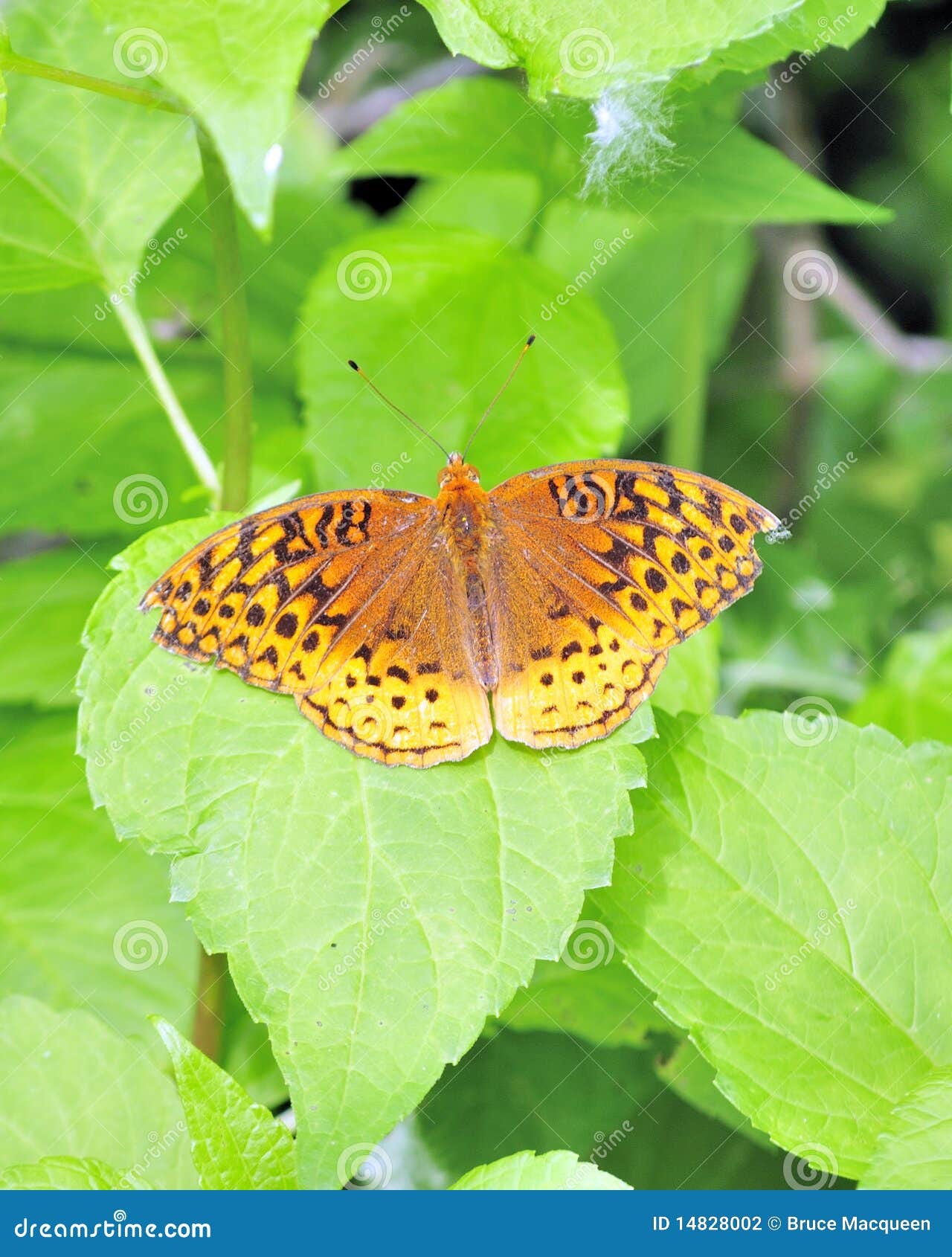 Great Spangled Fritillary Butterfly Stock Photo - Image of plant ...