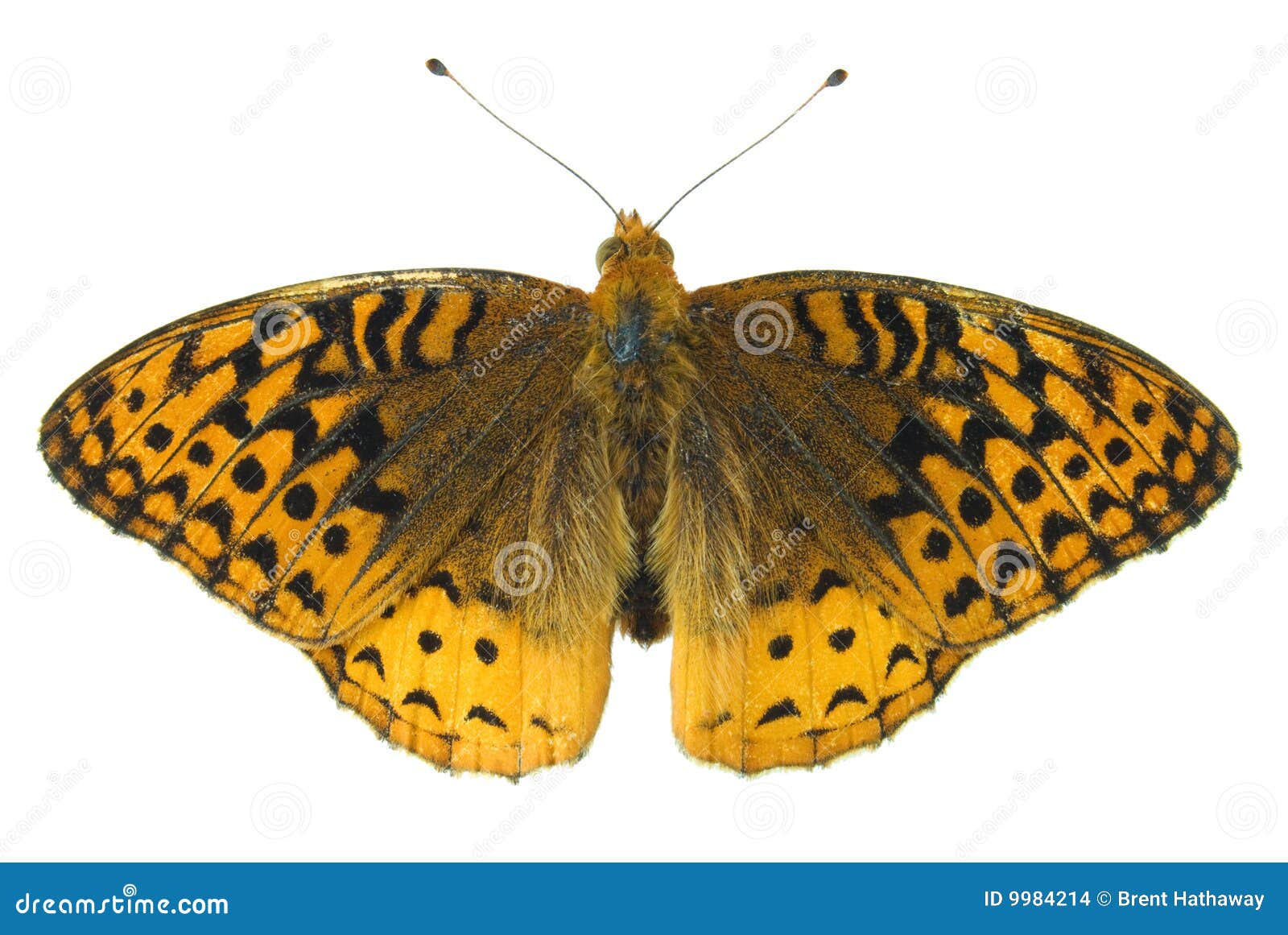 Great Spangled Fritillary Butterfly Stock Photo - Image of brush ...