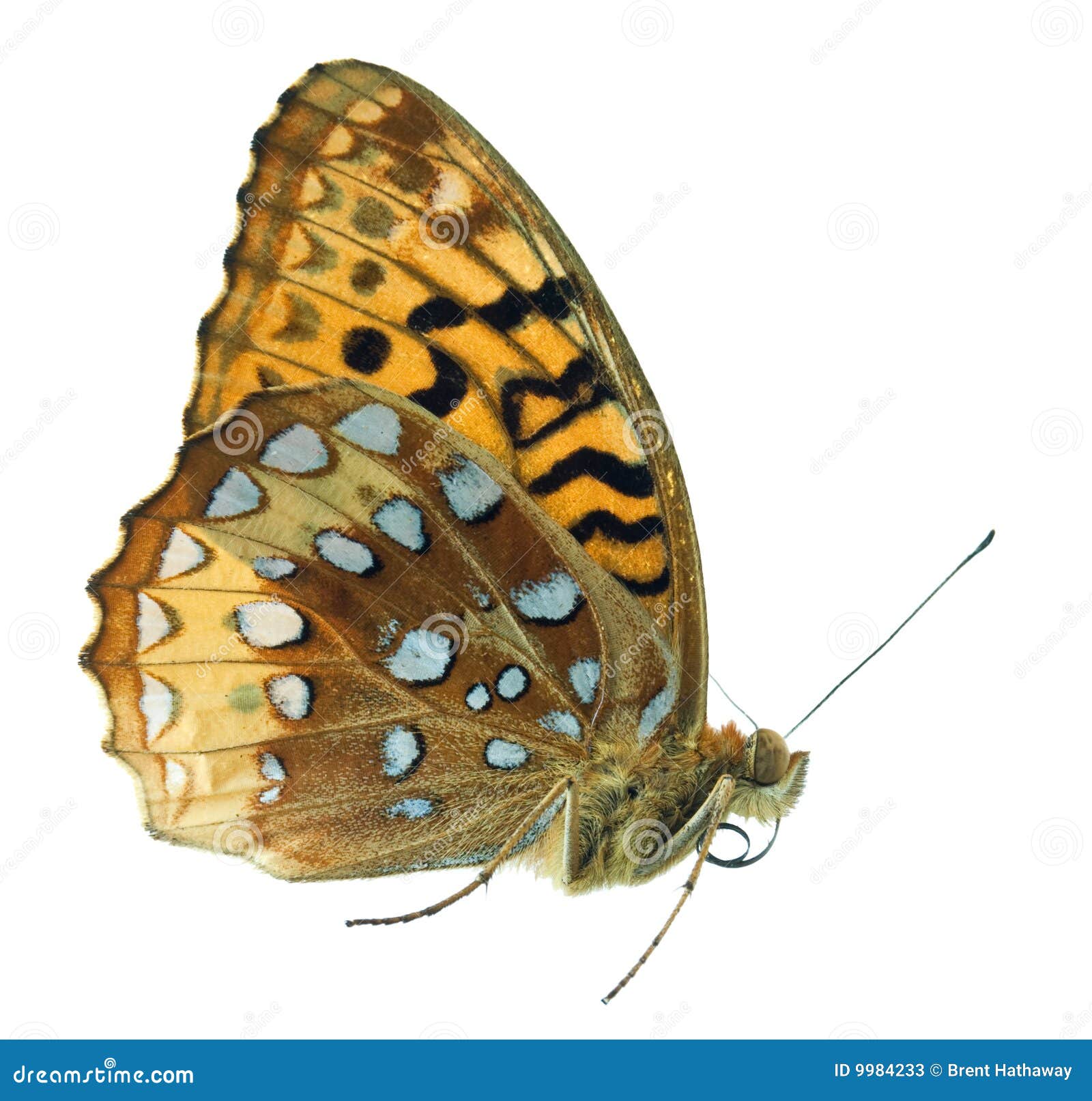 Great Spangled Fritillary Butterfly Stock Image - Image of white, great ...