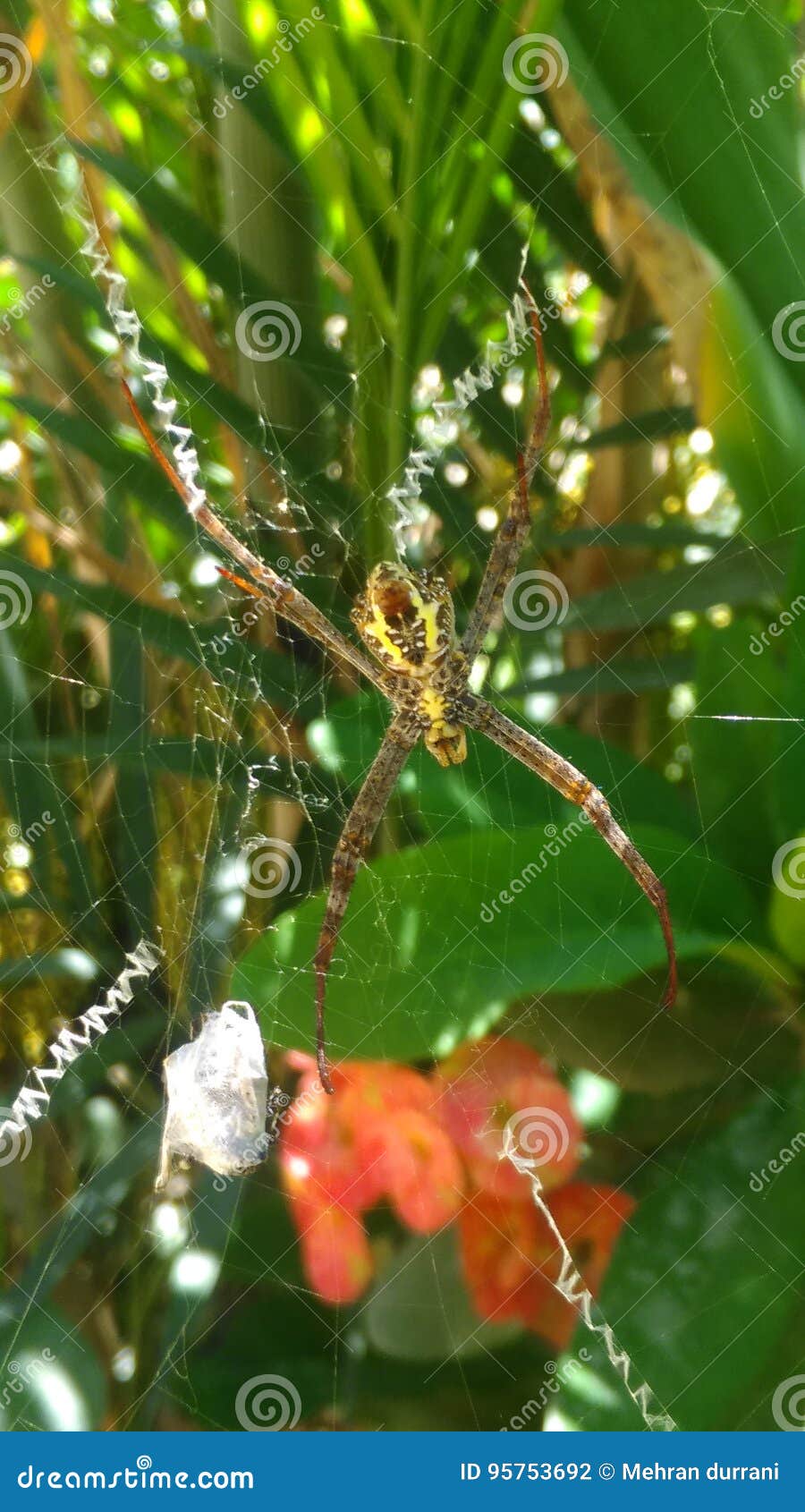 Great spider stock photo. Image of spider, animals, great - 95753692