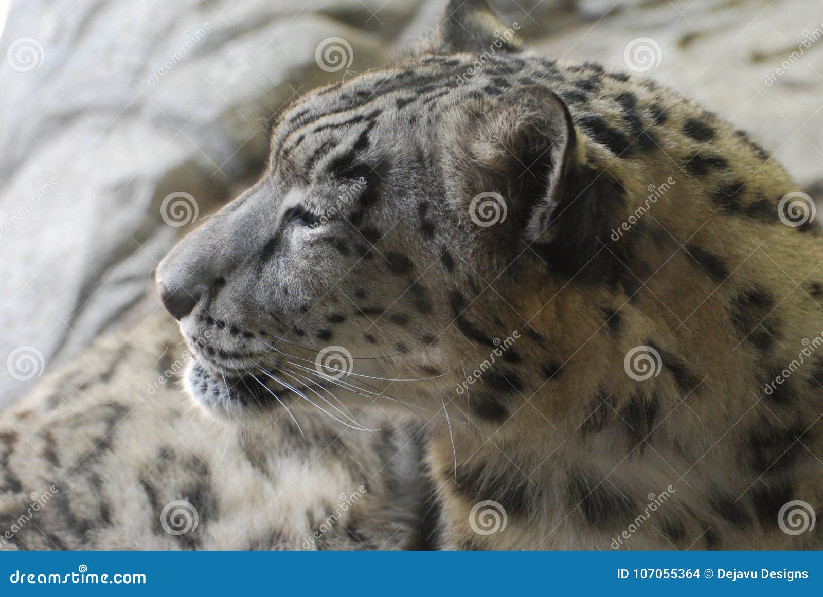 Great Spotted Leopard S Side View with a Determined Face Stock Photo ...