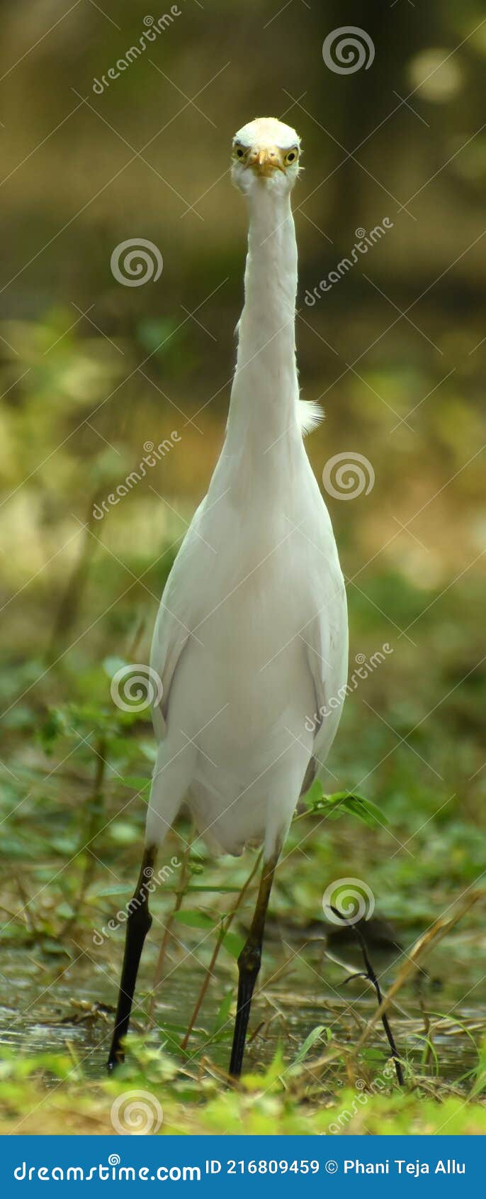 Great Still Pose by Egret White Egret, Also Known As Common Egret ...