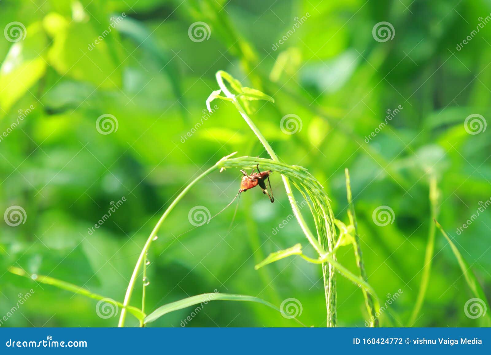Great Street Circus Preformer in Grass Stock Photo - Image of street ...