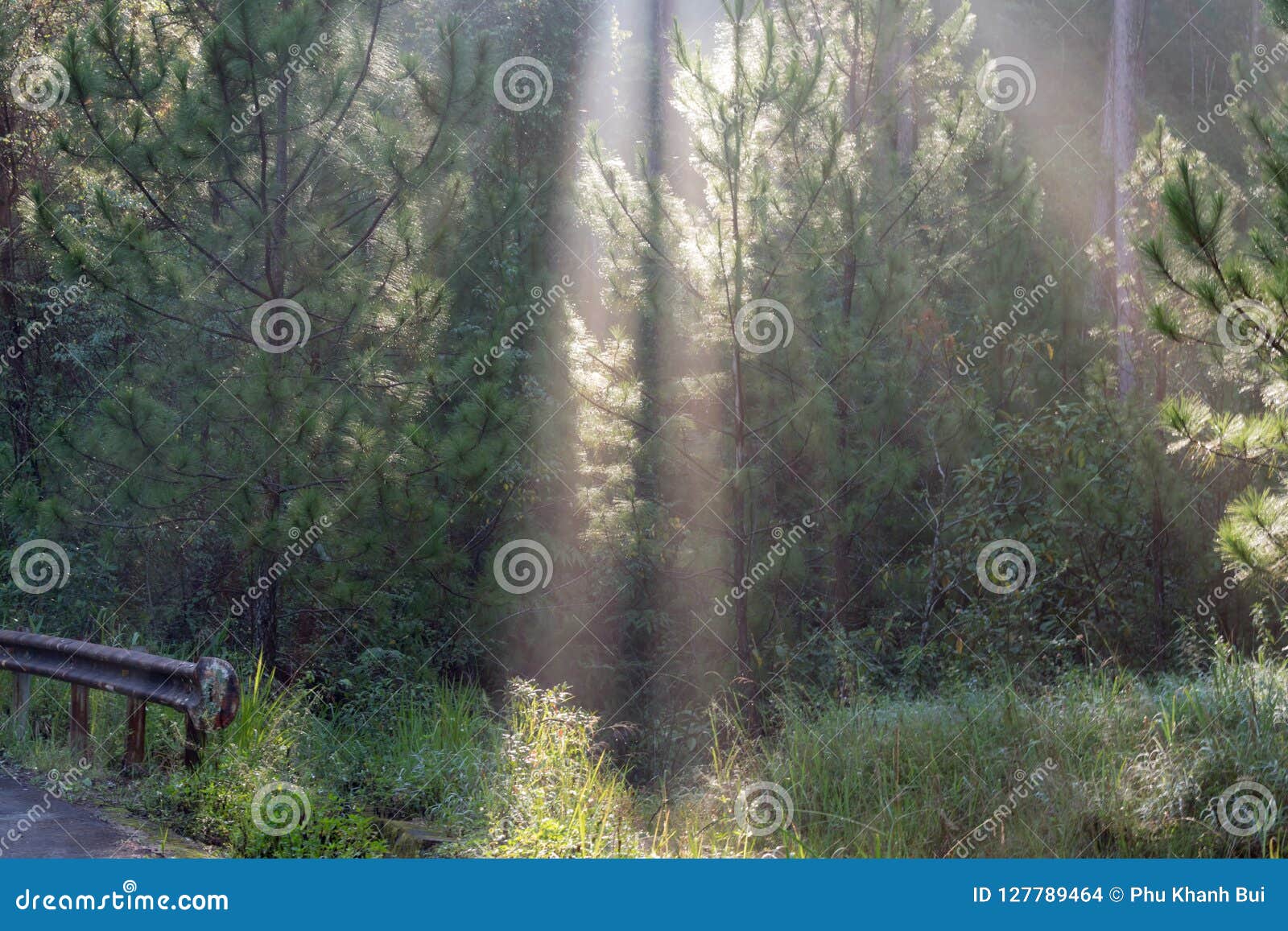 Great Sunrays in the Pine Forest with Magic of Light, Fog and Sunshine ...