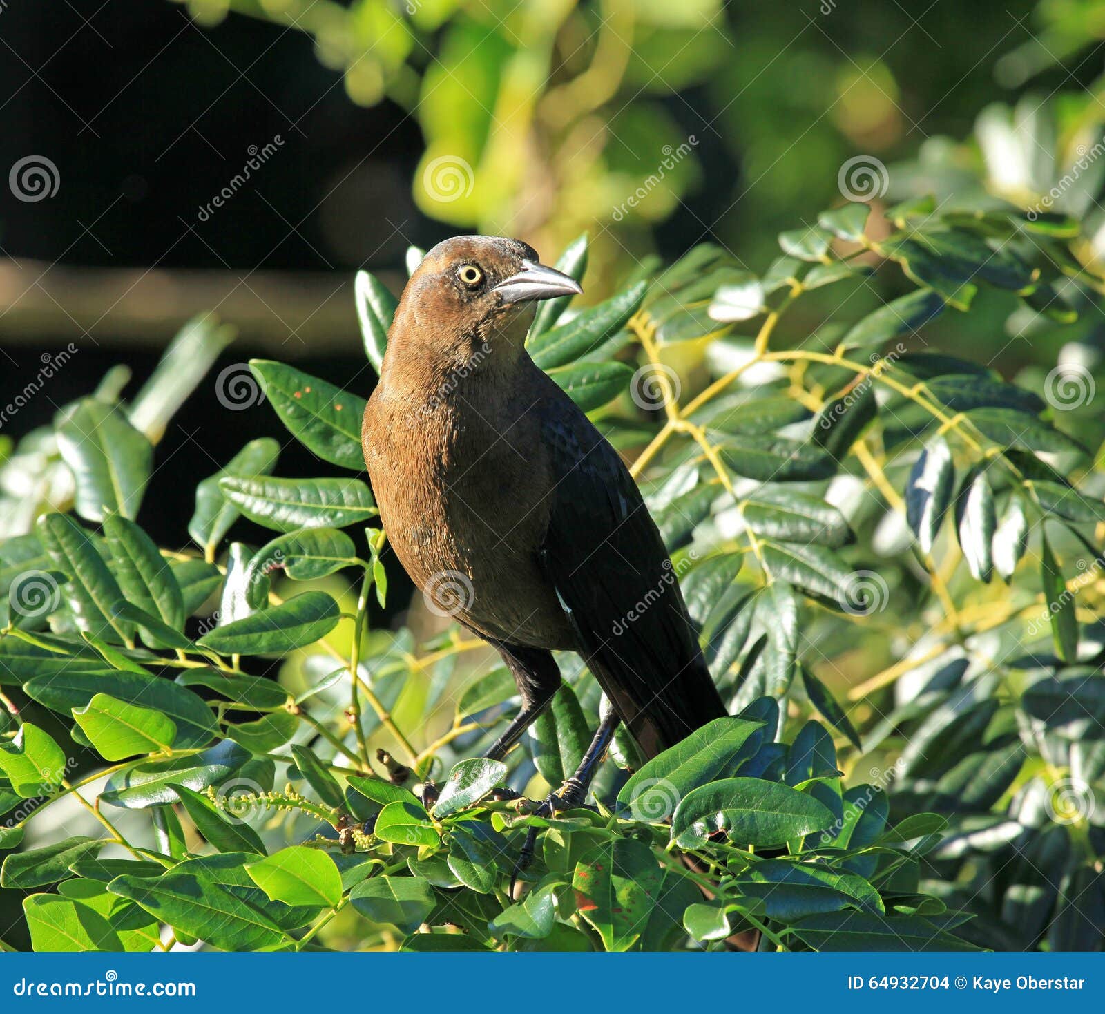 Great Tailed Grackle in Mexico Stock Photo - Image of great, perched ...