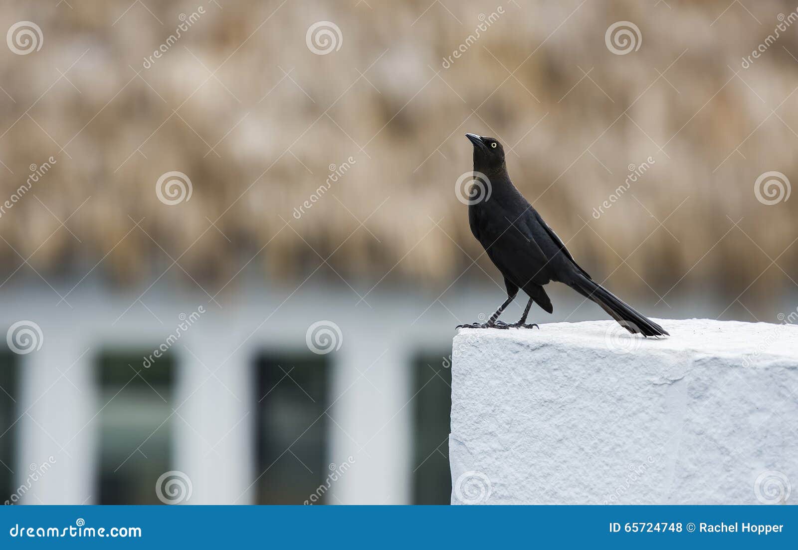 Great-tailed Grackle (Quiscalus Mexicanus) in Mexico Stock Photo ...