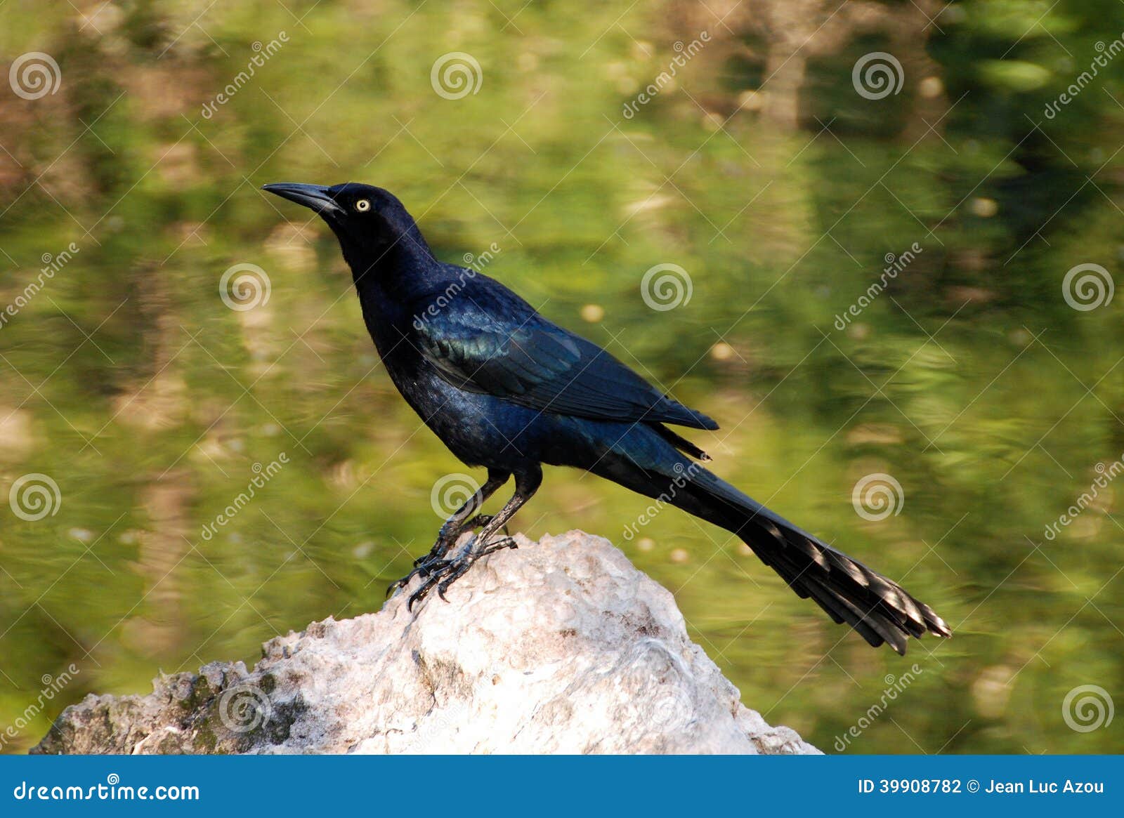 Great-tailed Grackle stock photo. Image of xelha, male - 39908782