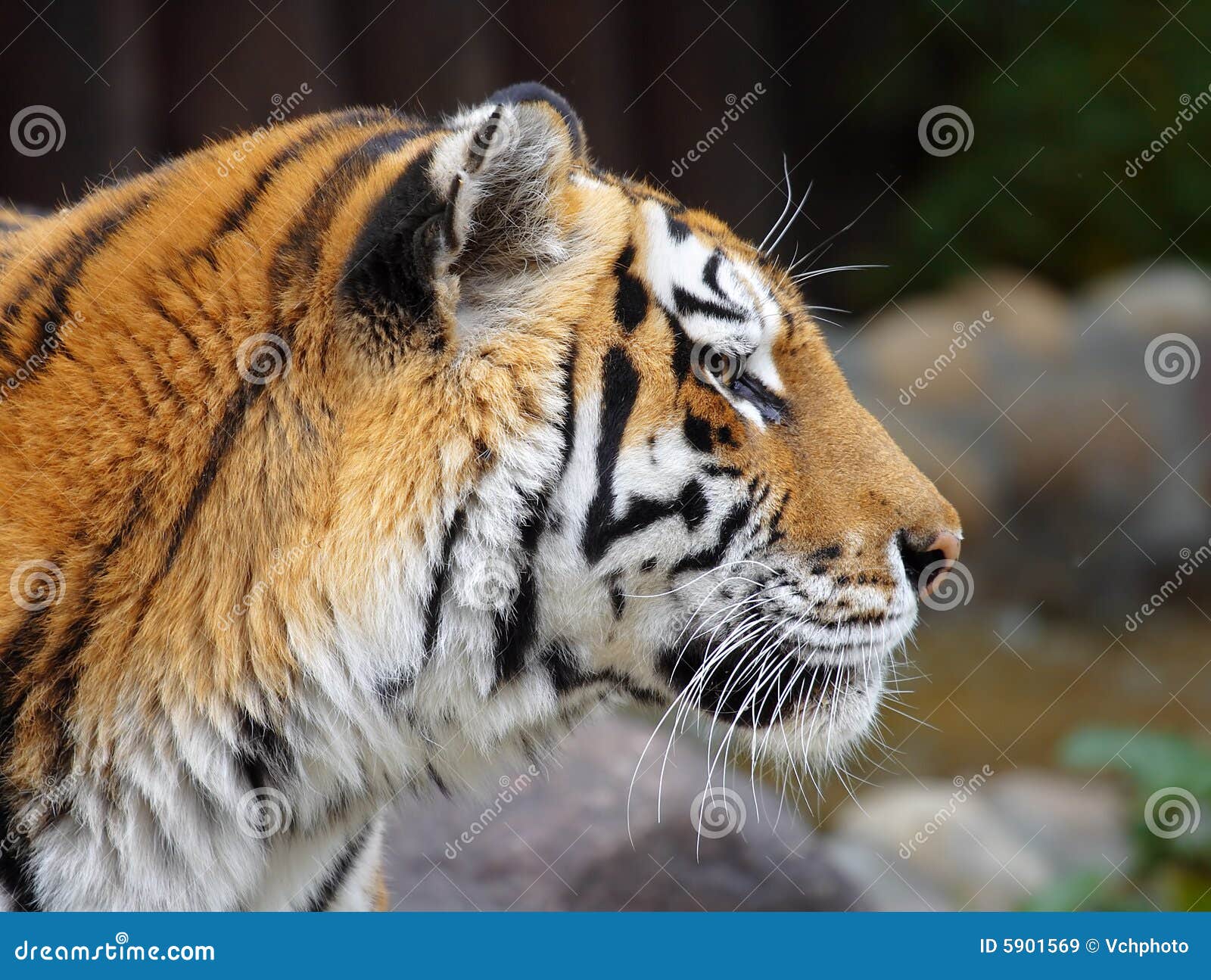 Great tiger. stock image. Image of hunt, green, great - 5901569