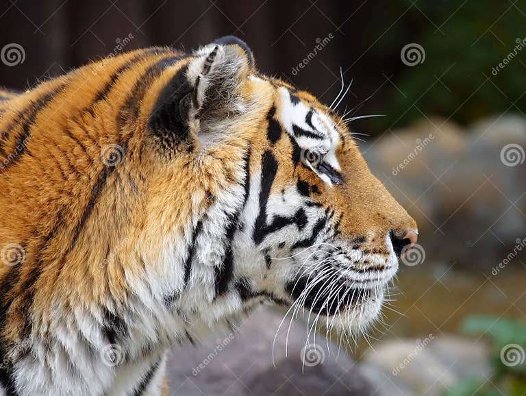 Great tiger. stock image. Image of hunt, green, great - 5901569