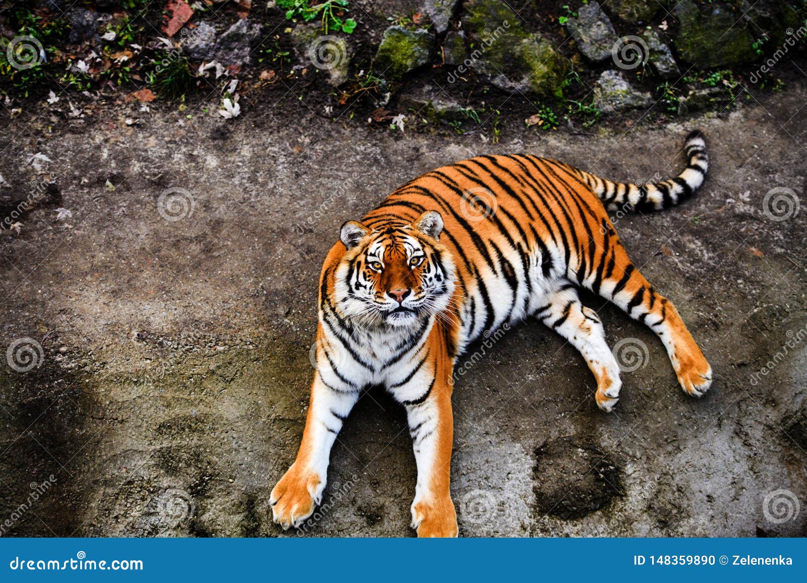 Great tiger male stock photo. Image of predator, nature - 148359890