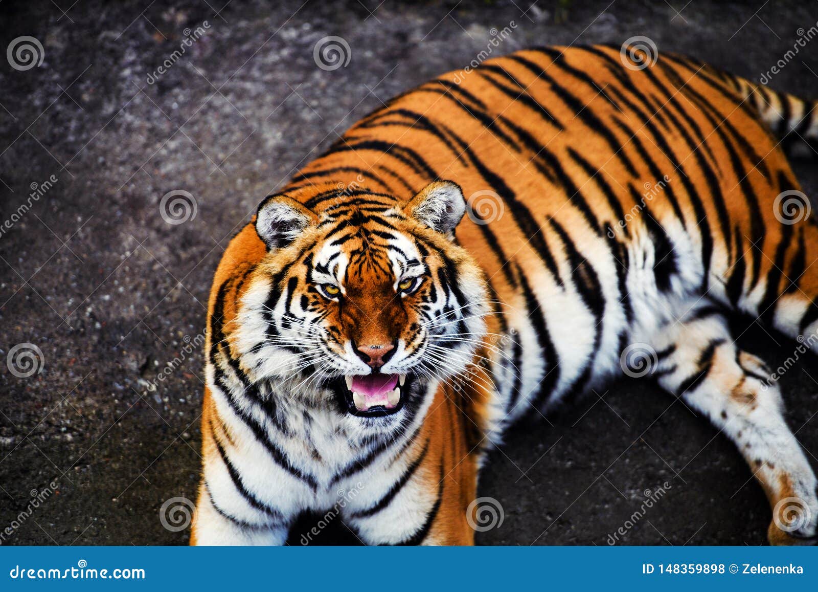 Great tiger male stock photo. Image of portrait, white - 148359898