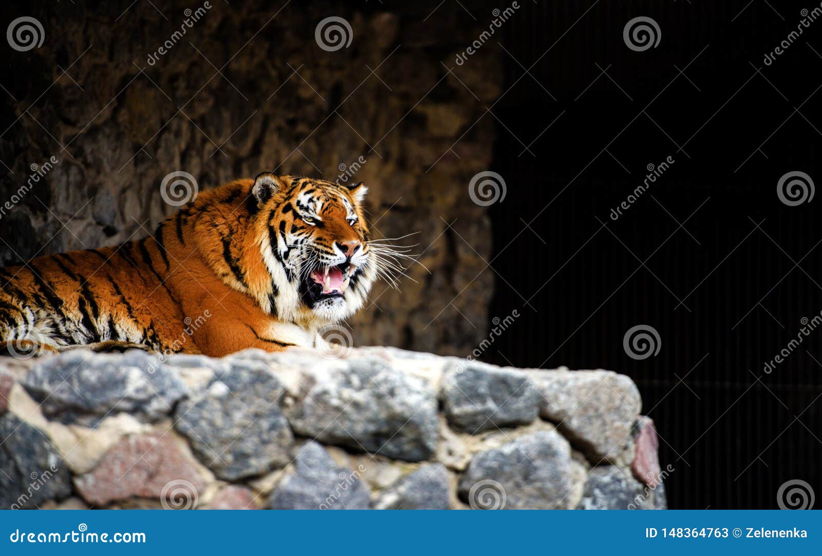 Great tiger male stock image. Image of tiger, animal - 148364763