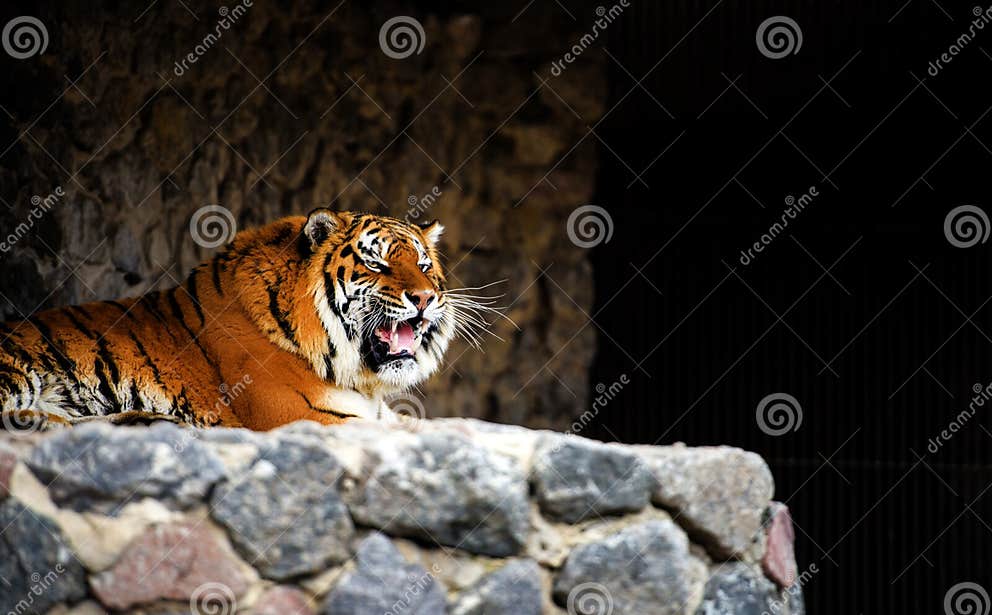 Great tiger male stock image. Image of tiger, animal - 148364763