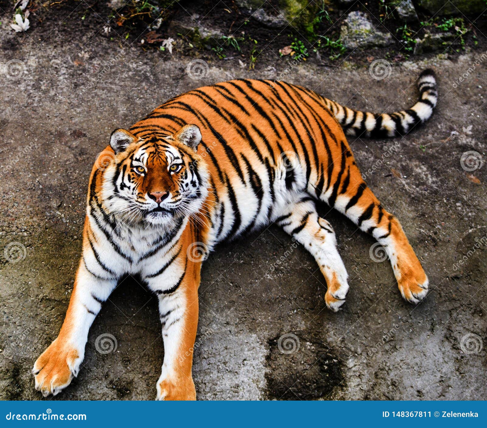 Great tiger male stock image. Image of jungle, siberian - 148367811