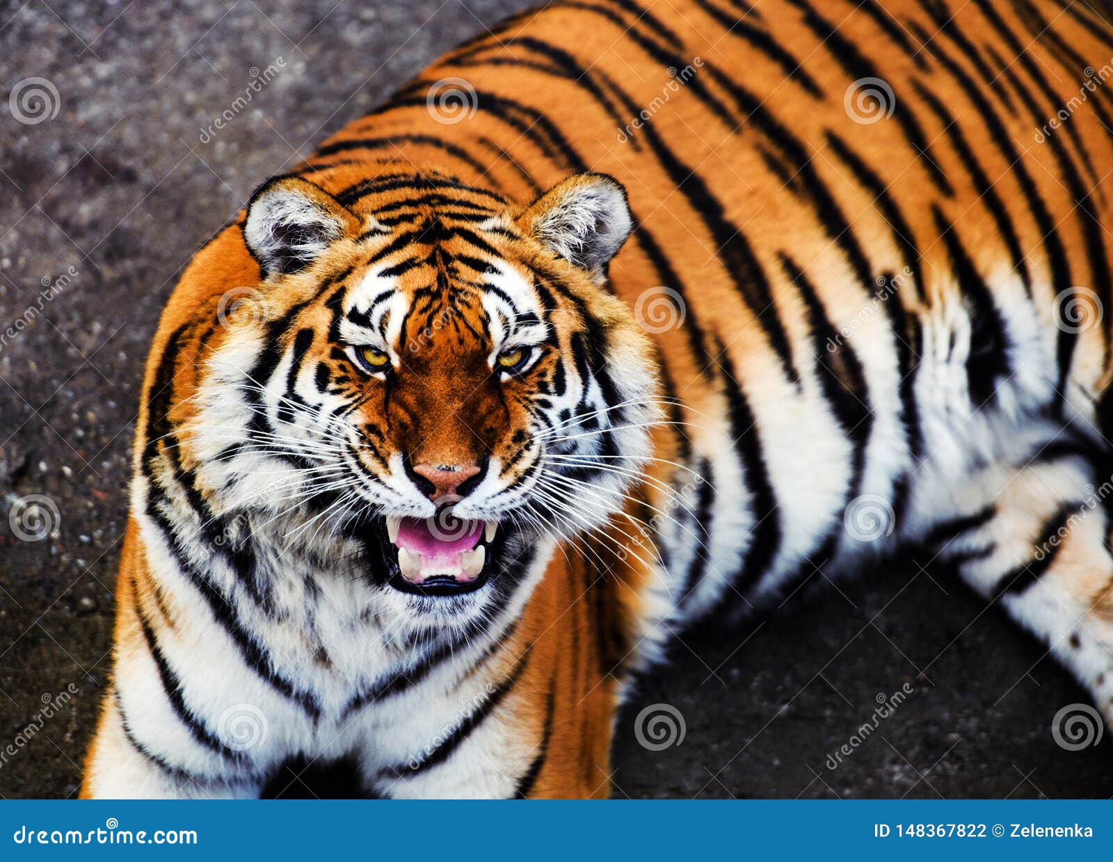 Great tiger male stock photo. Image of nature, great - 148367822