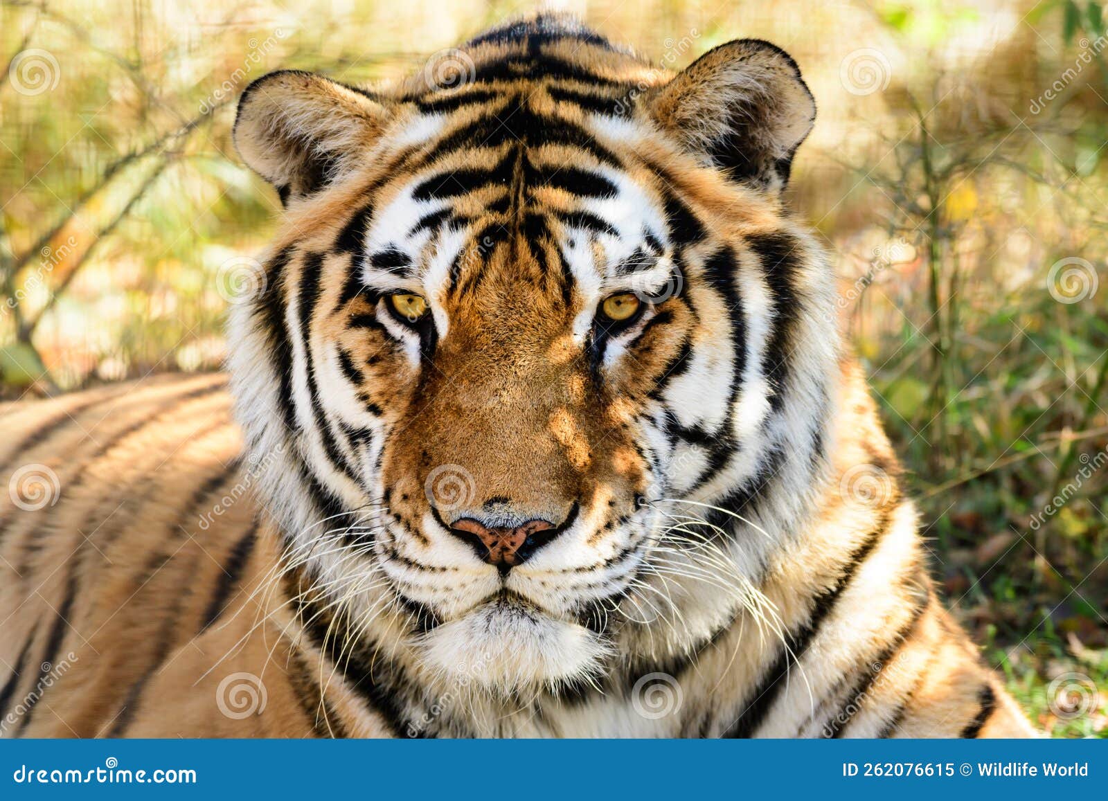 Great Tiger Male in the Zoo Stock Image - Image of danger, endangered ...