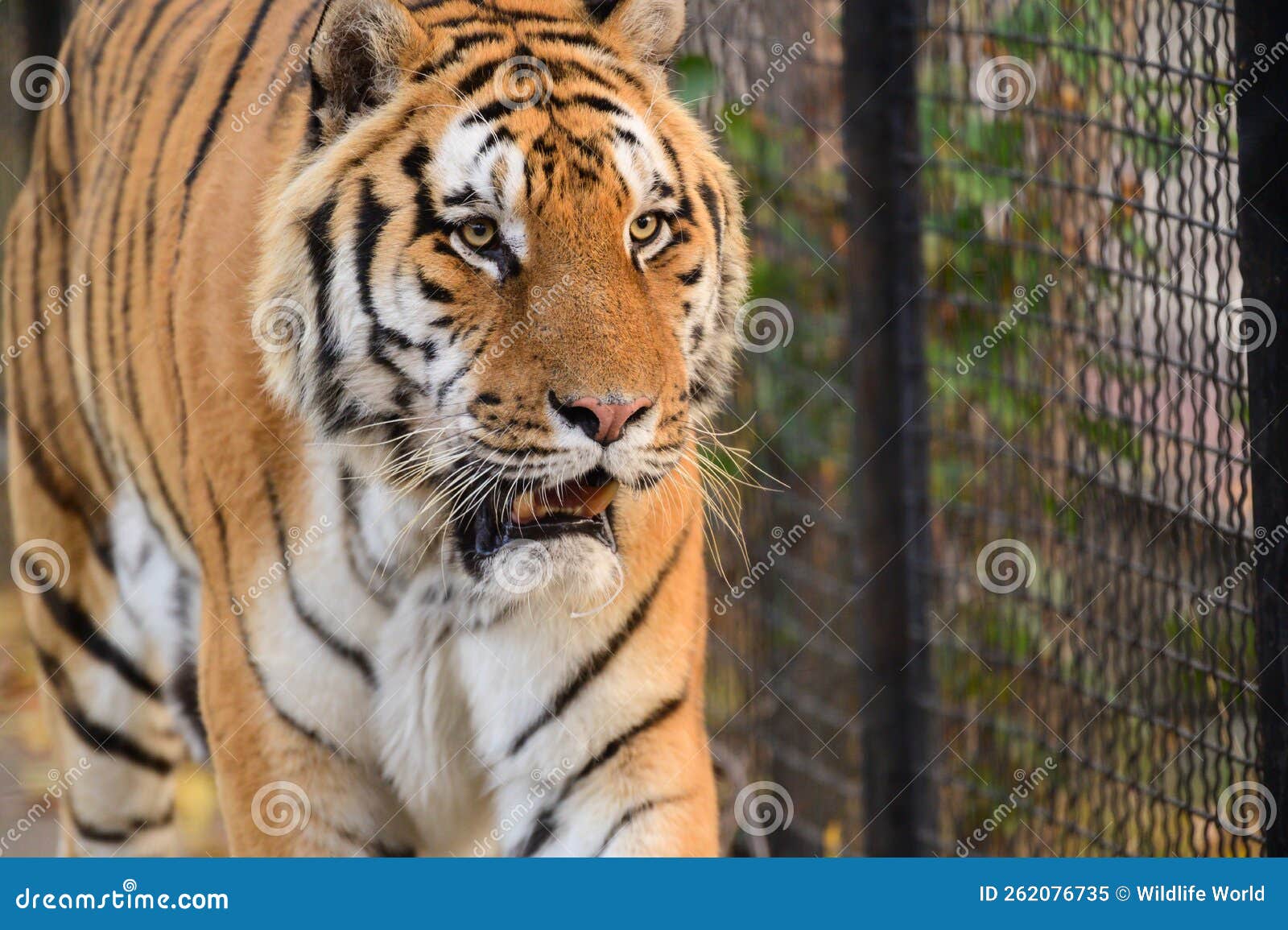 Great Tiger Male in the Zoo Stock Image - Image of panthera, head ...