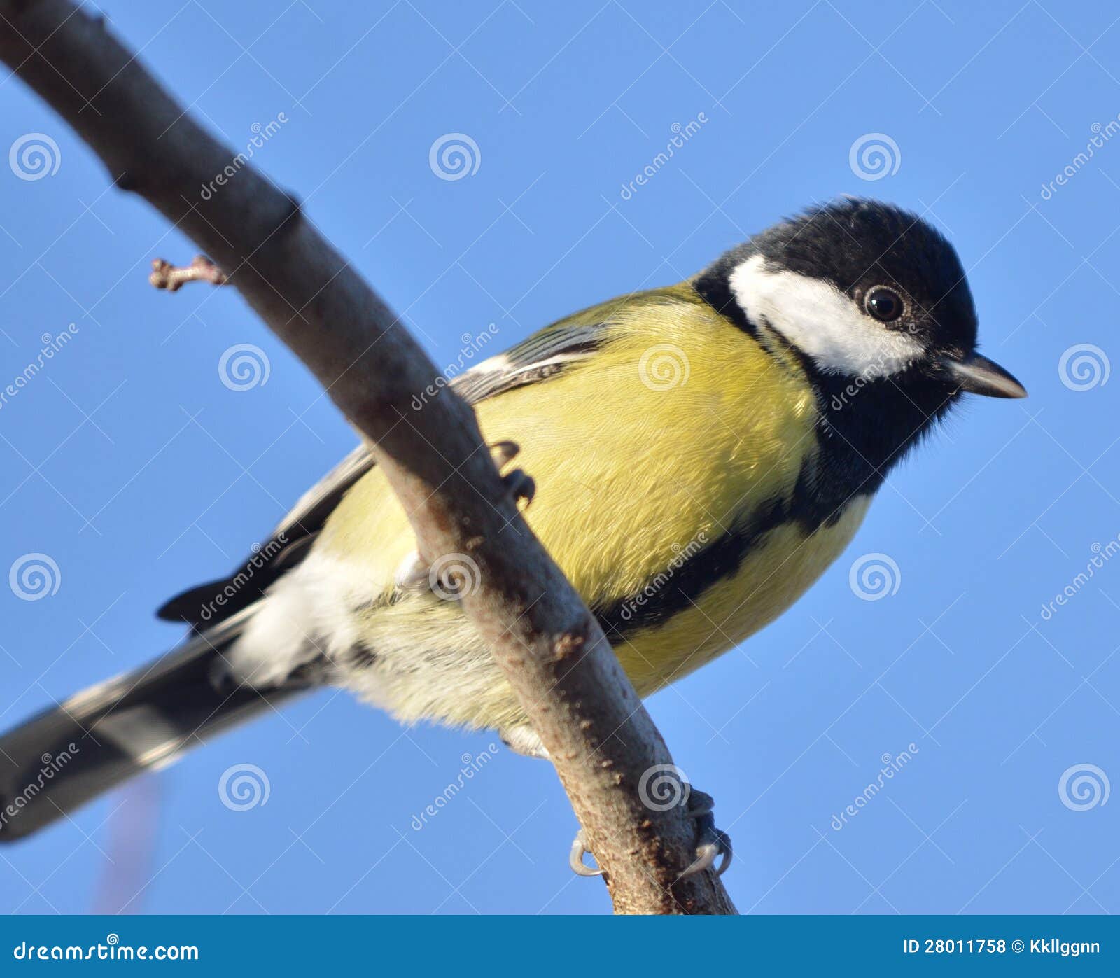 Great Tit in denmark stock photo. Image of bird, green - 28011758