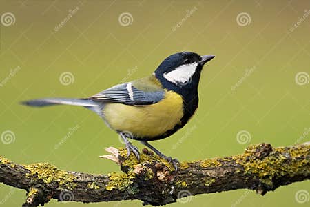 Great tit stock image. Image of brown, birdwatching, beautiful - 3800573