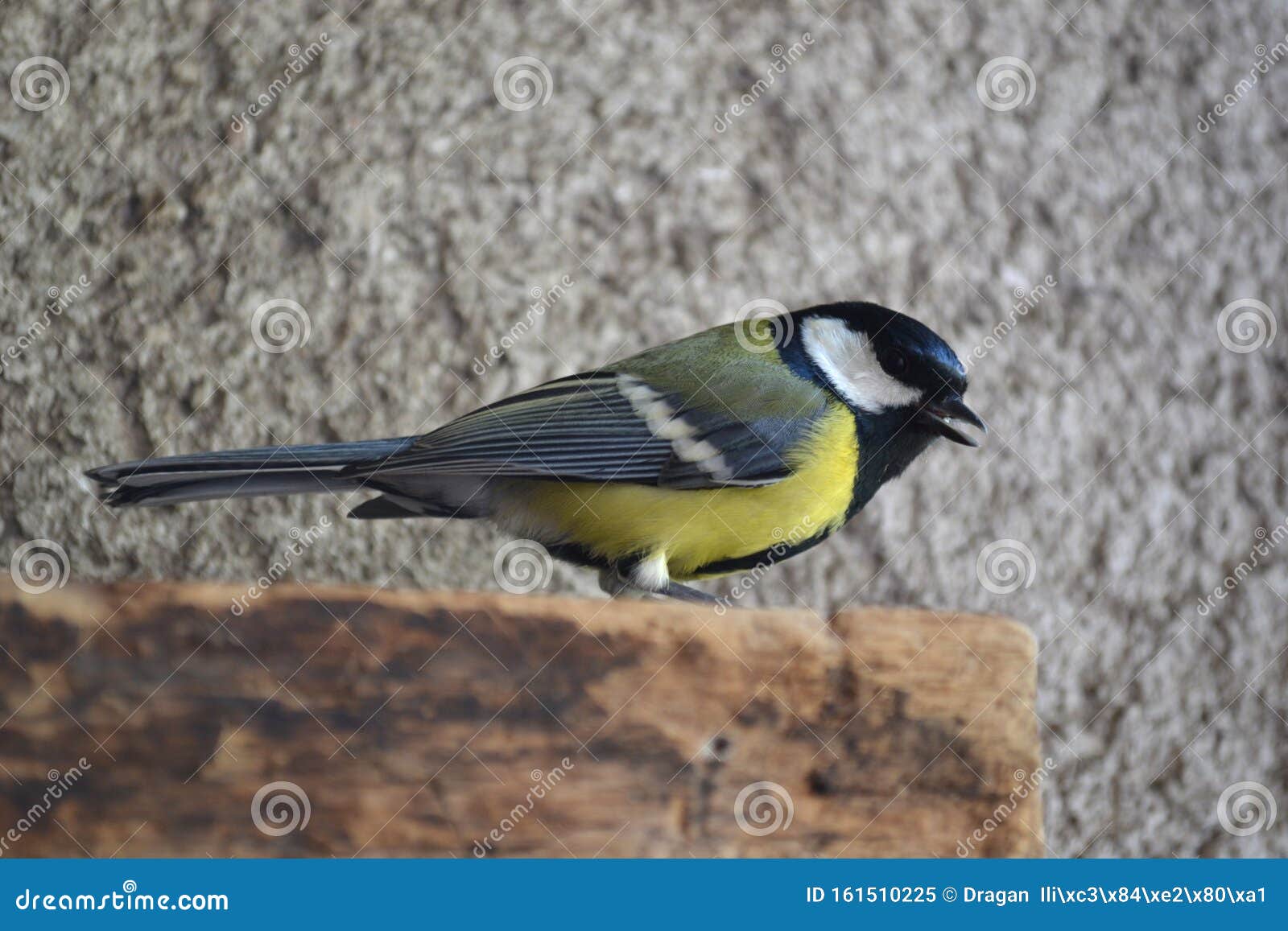 The great tit stock image. Image of black, passerine - 161510225