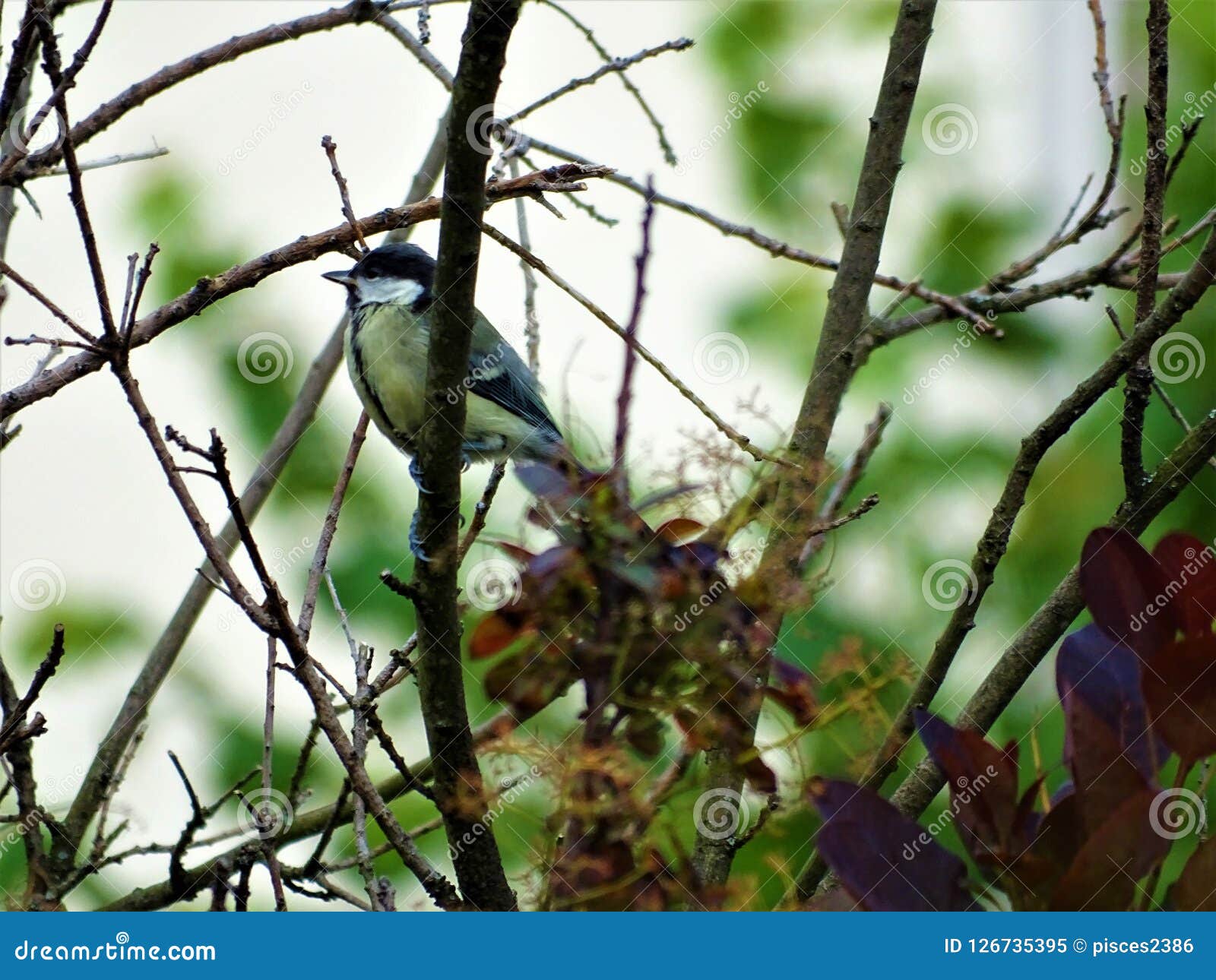 Great Tit Hiding Behind Branches of a Bush Stock Image - Image of major ...