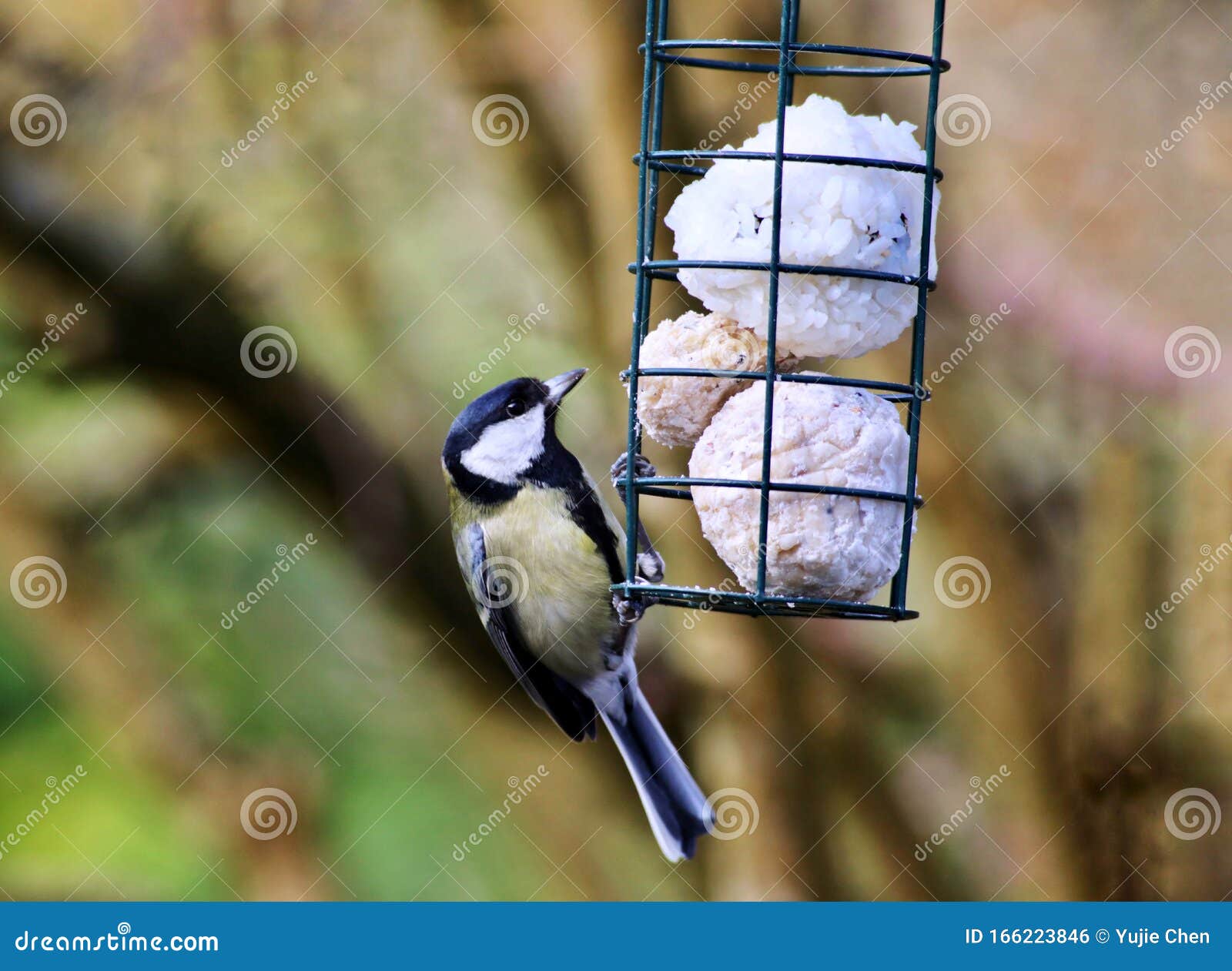 The Great Tit on a Lard Feeder Stock Photo - Image of feeding, great ...