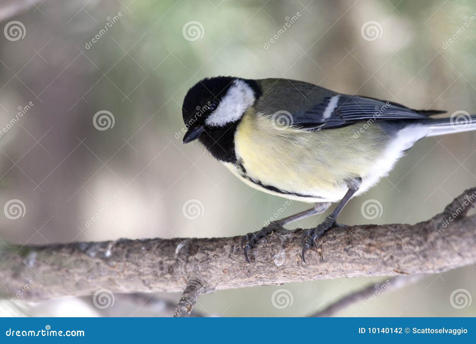 Great Tit (Parus major) stock photo. Image of swollen - 10140142