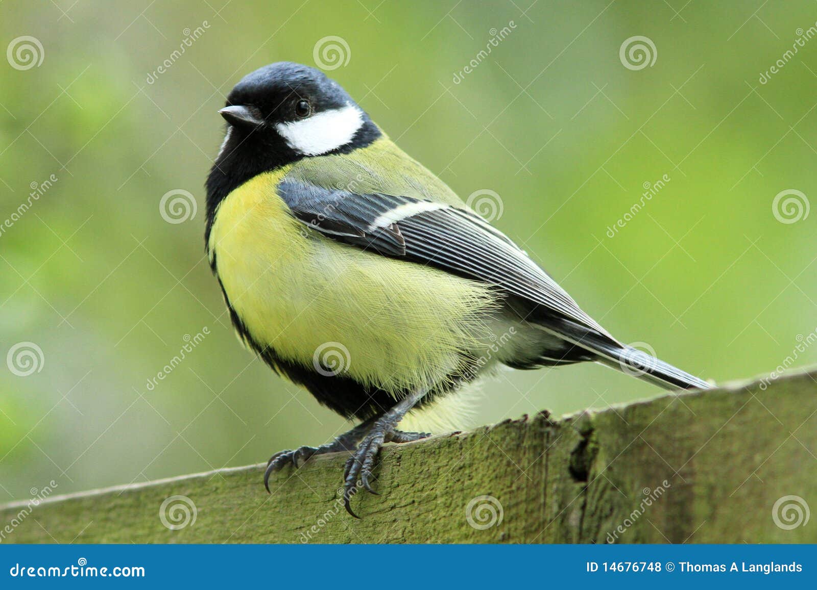 Great Tit (Parus major) stock photo. Image of colors - 14676748