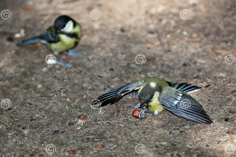 Great Tit, Parus major stock image. Image of quarrel - 15250847