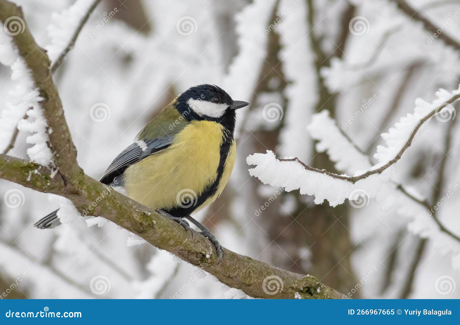 Great Tit, Parus Major. a Bird Sits on a Branch Stock Image - Image of ...