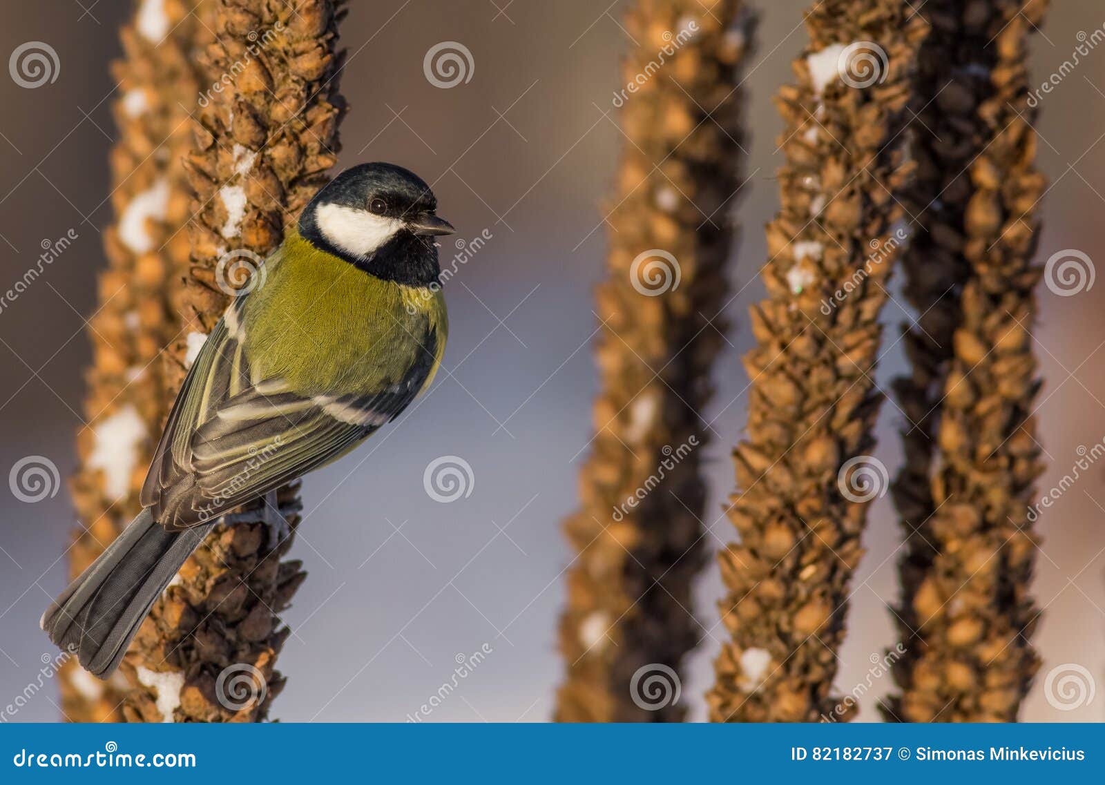 Great Tit - Parus major stock image. Image of parus, male - 82182737