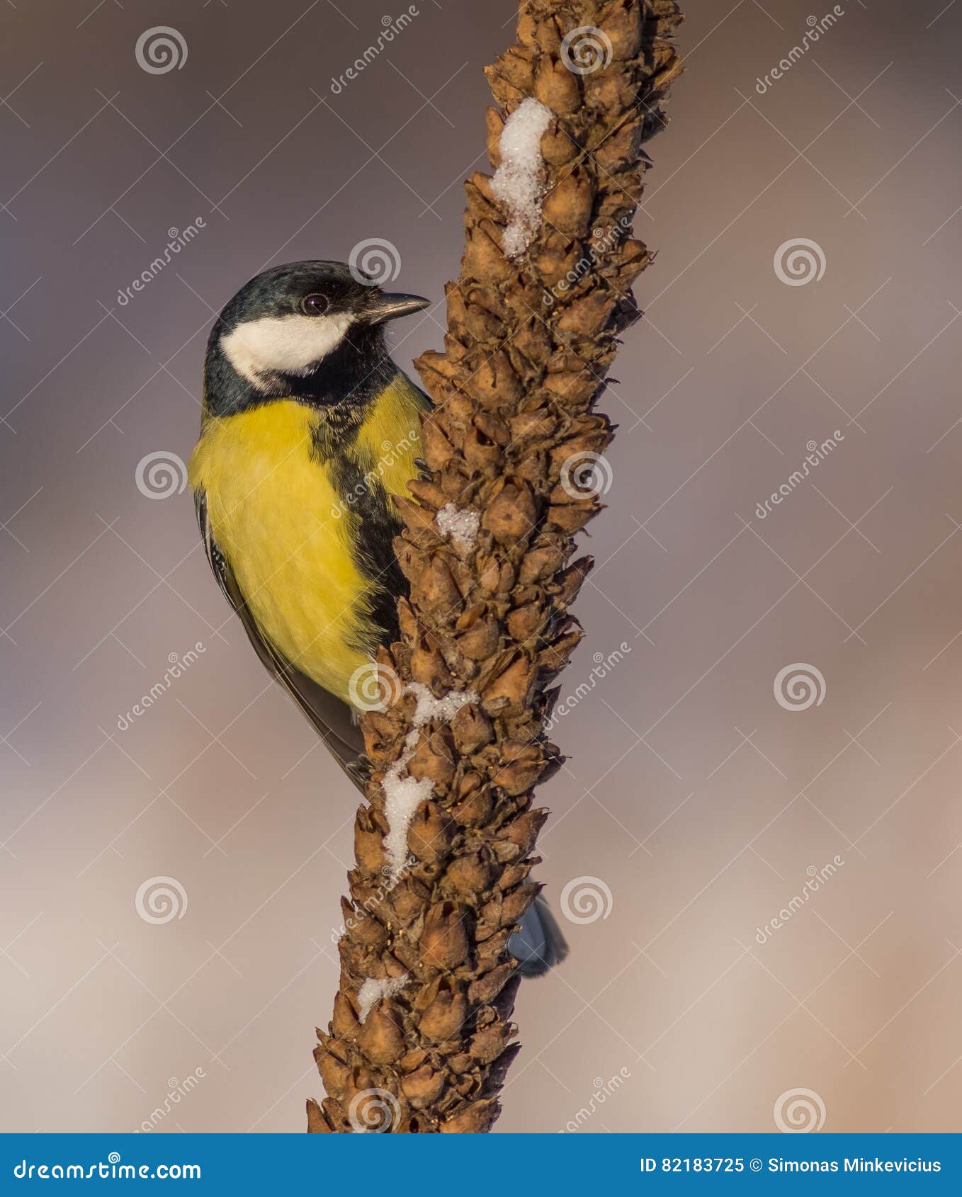 Great Tit - Parus major stock image. Image of wildlife - 82183725