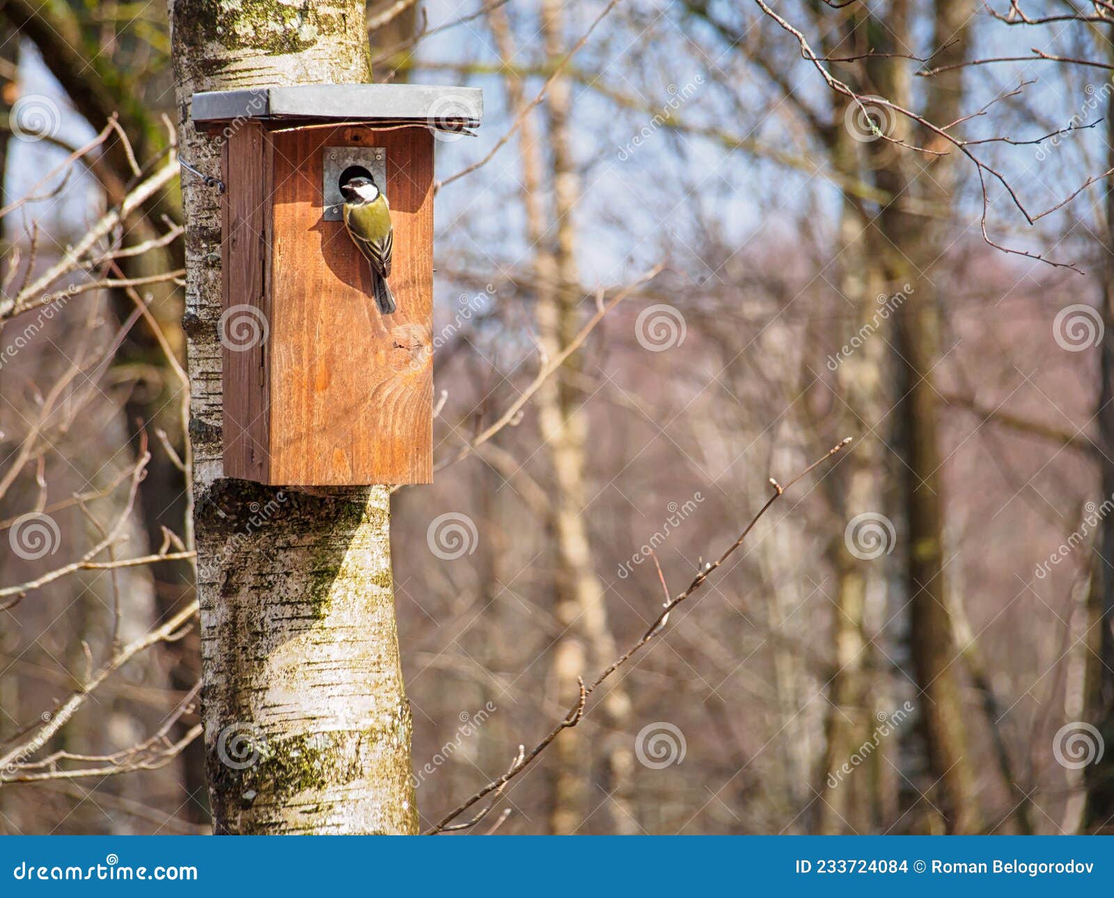 Great tit Parus major stock photo. Image of home, young - 233724084