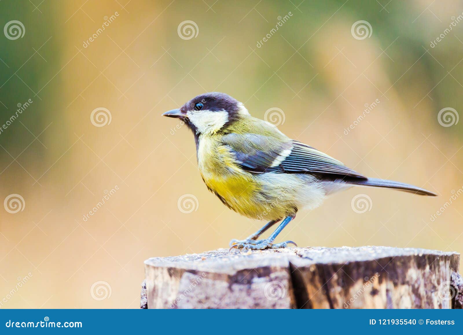 Great Tit or Parus Major Perched on a Tree Trunk Stock Photo - Image of ...