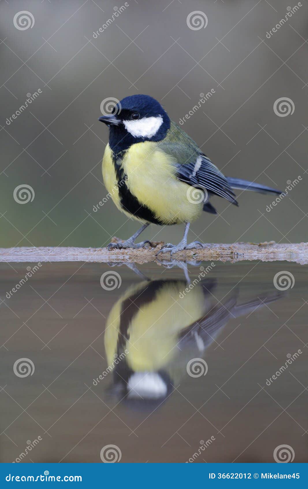 Great tit, Parus major stock photo. Image of wood, wildlife - 36622012