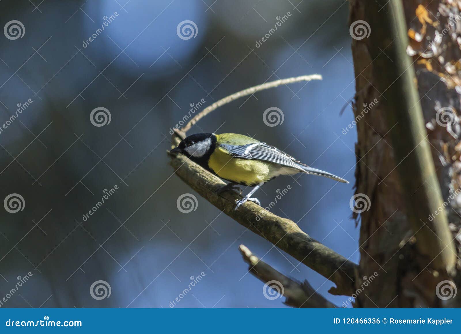 Great tit Parus major stock photo. Image of feather - 120466336