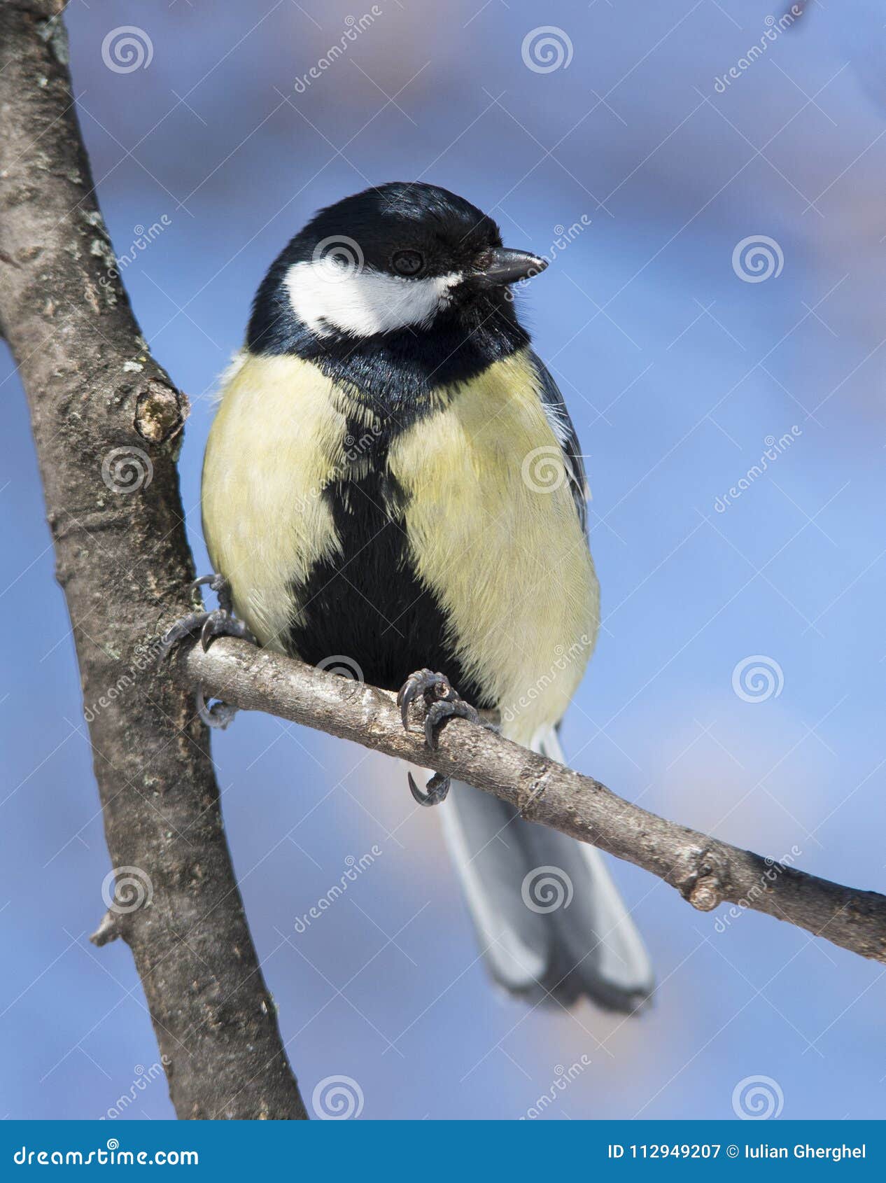 Parus major stock image. Image of animals, feather, outdoor - 112949207