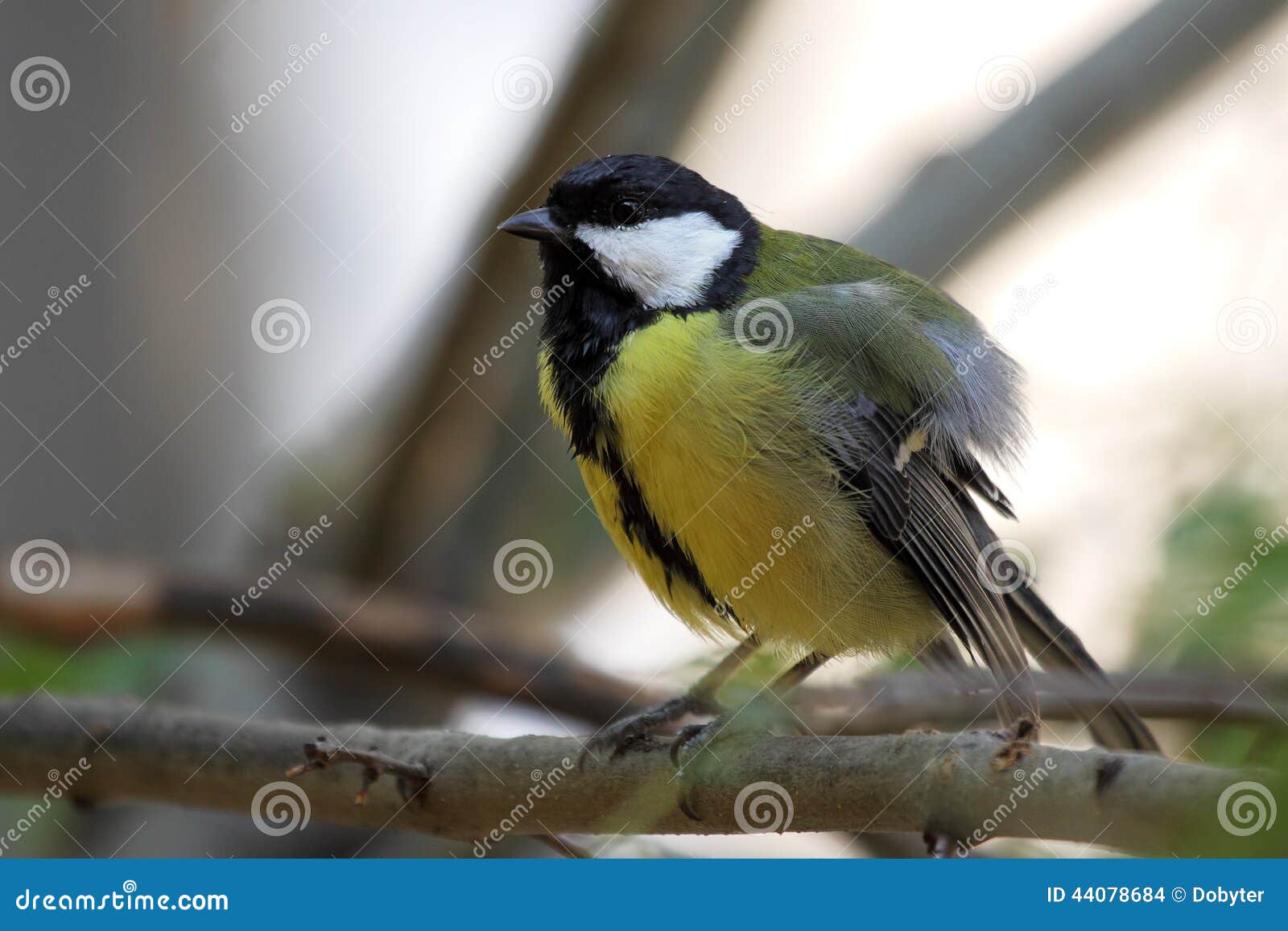 Great tit (Parus major). stock photo. Image of perching - 44078684