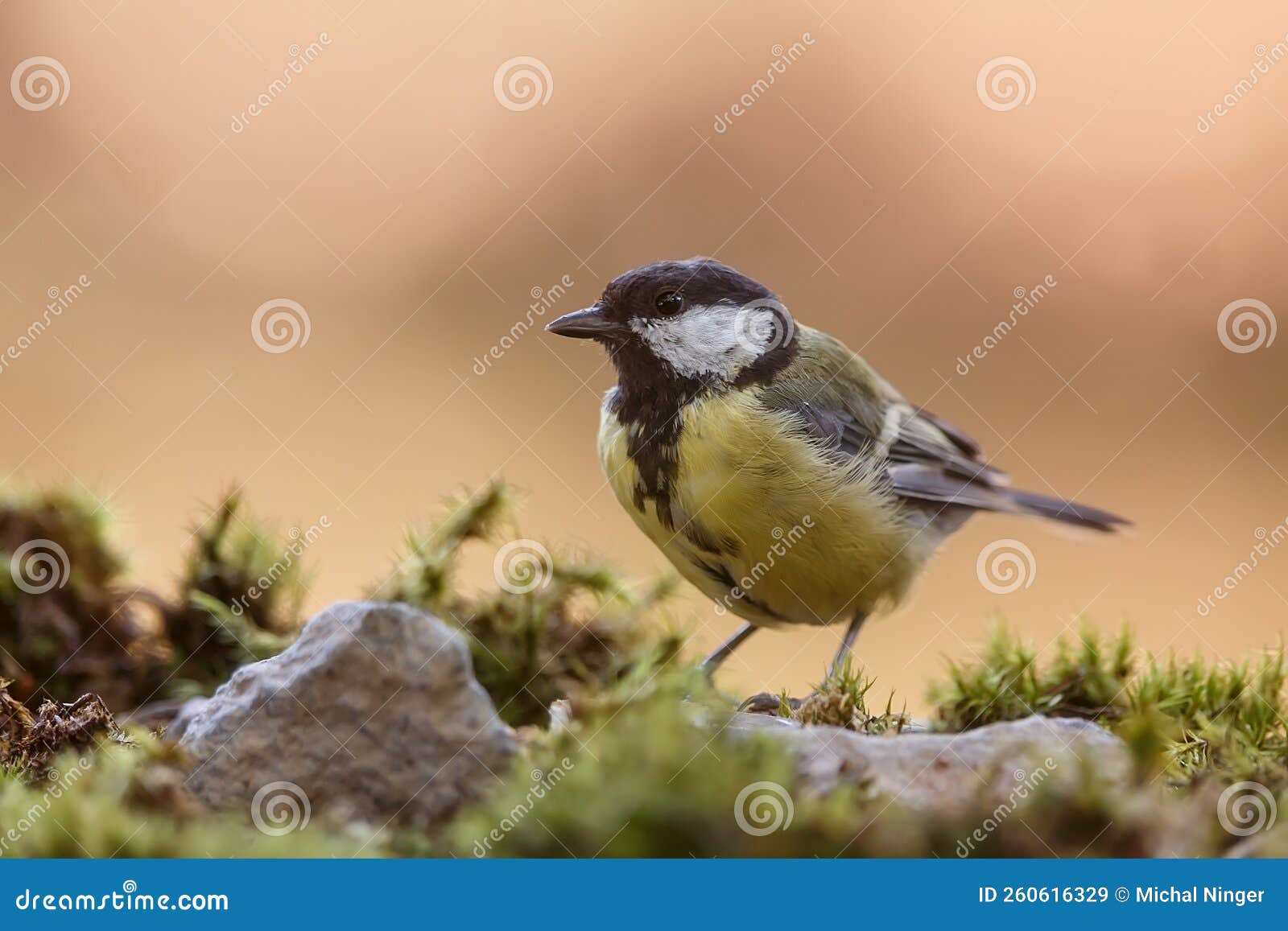 Great Tit Parus Major on a Stone with Moss Stock Image - Image of leaf ...