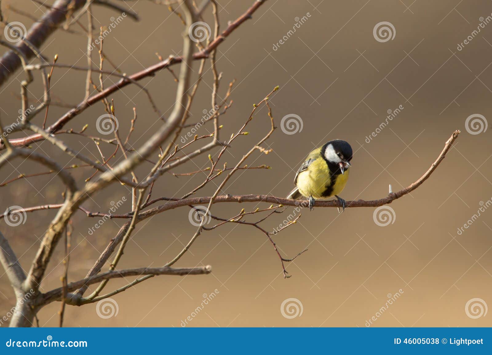 Great Tit Perched on a Branch, Singing Stock Photo - Image of detail ...