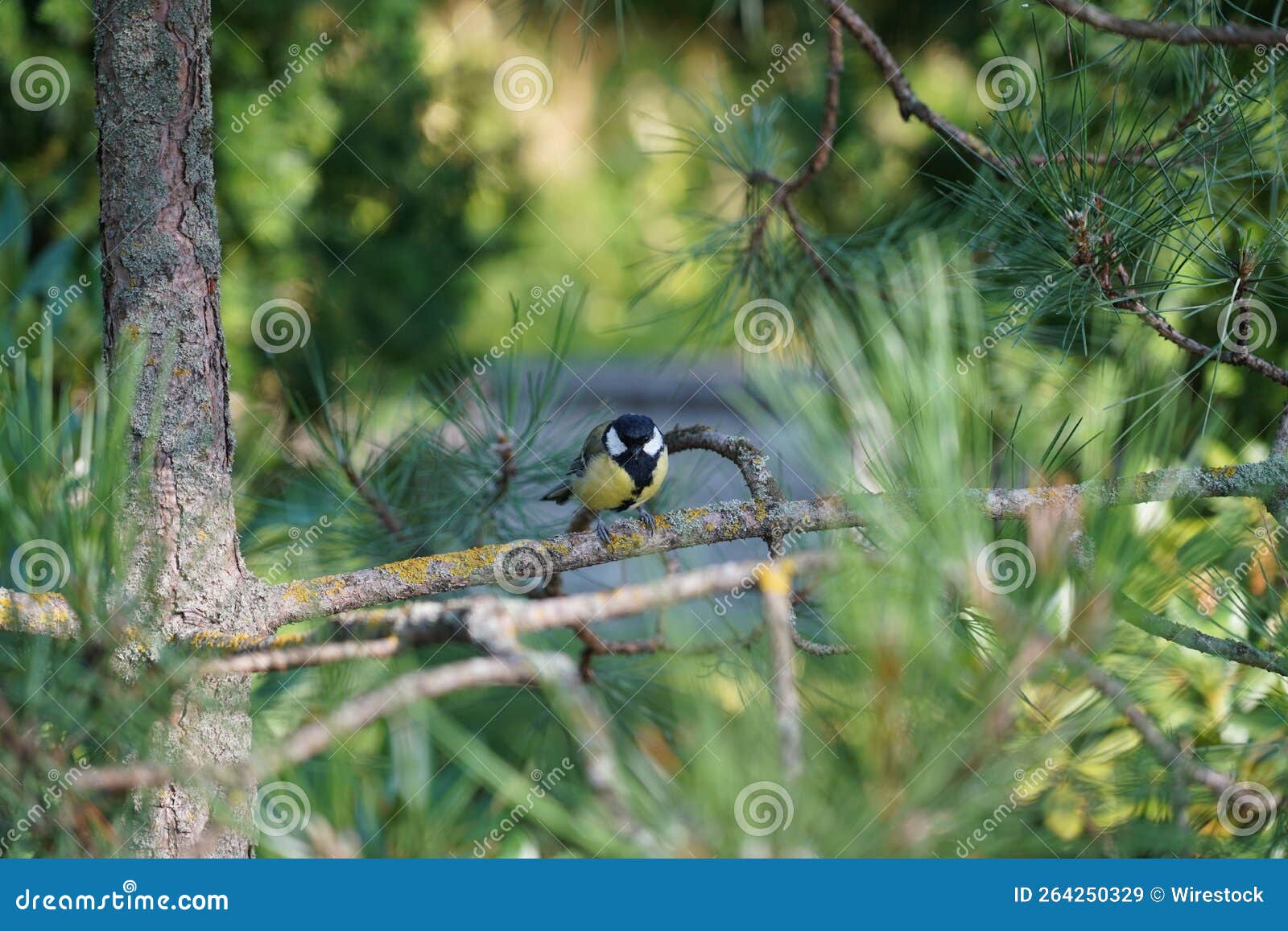 Great Tit Perched on a Tree Branch in the Forest Stock Image - Image of ...