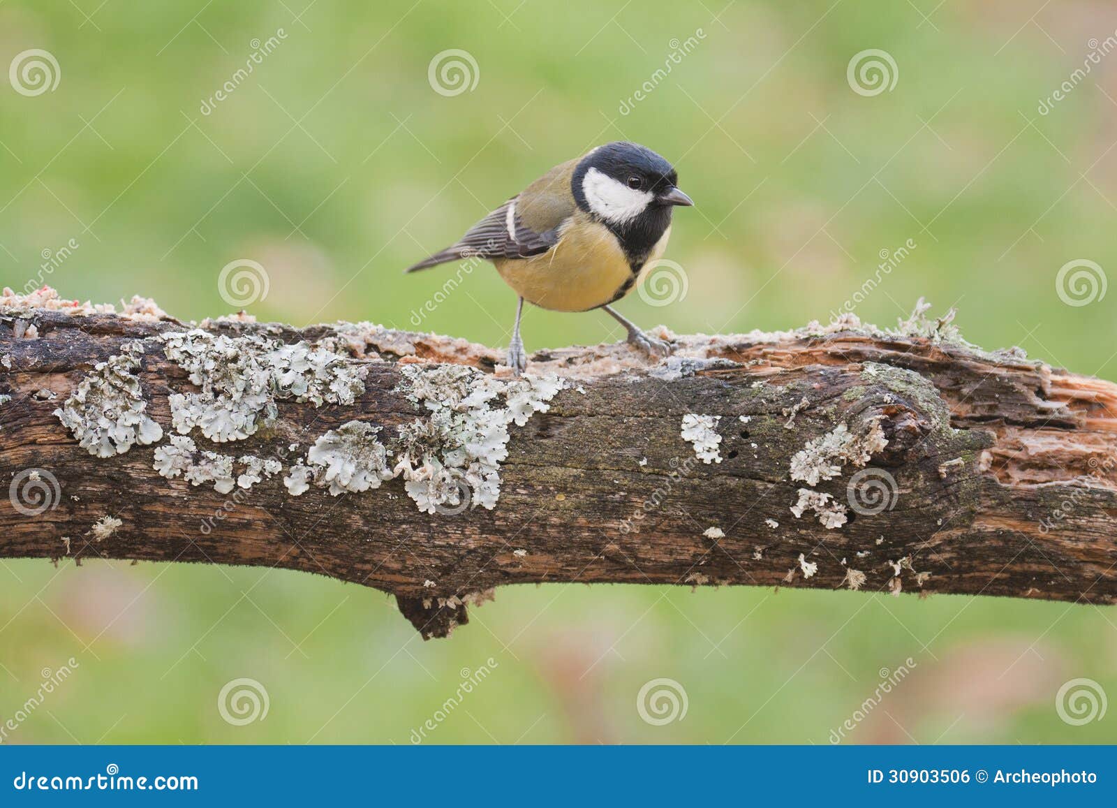 Great Tit Perched on a Tree Stock Photo - Image of wildlife ...
