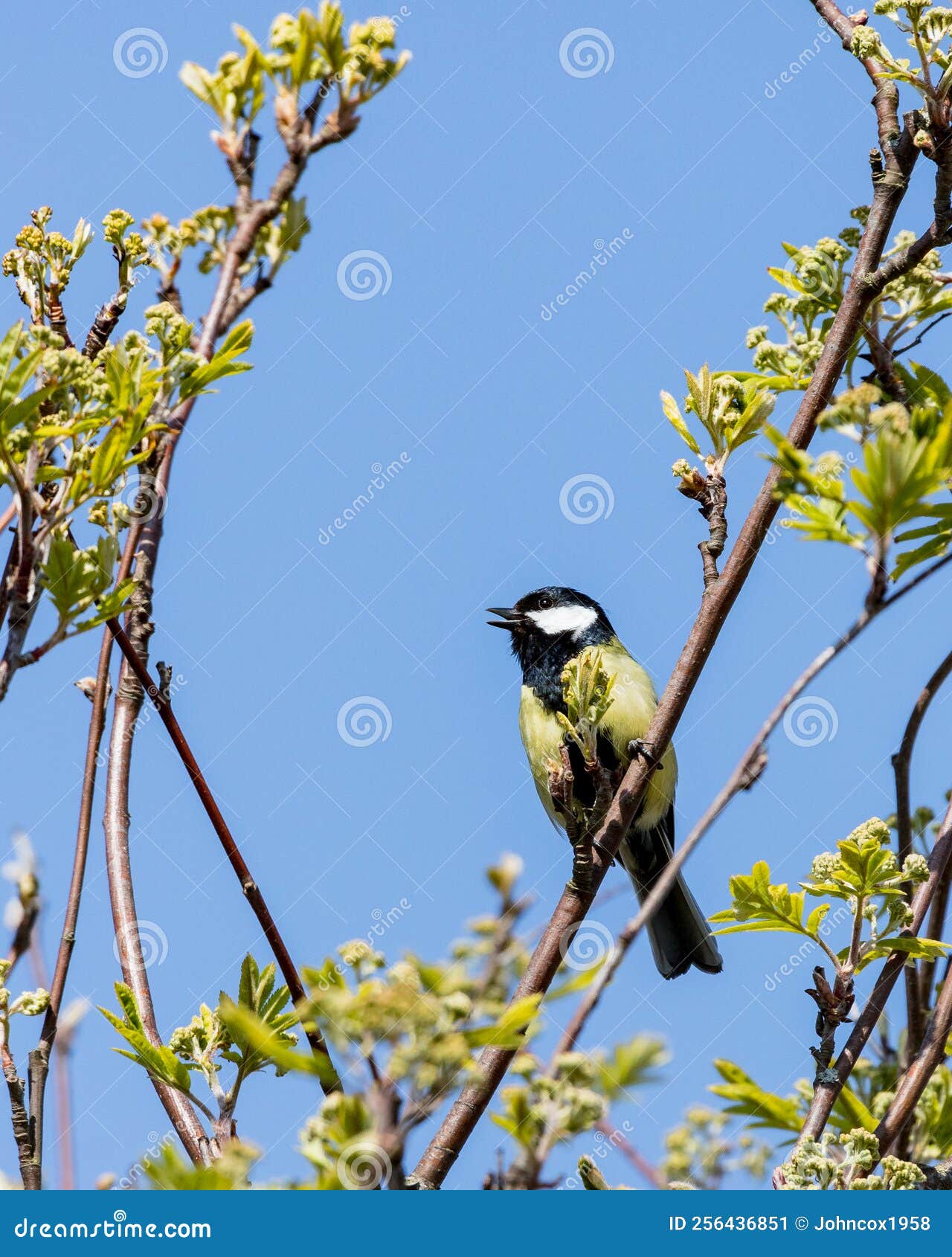 A Great Tit Sitting on a Tree Branch. Stock Image - Image of wild ...