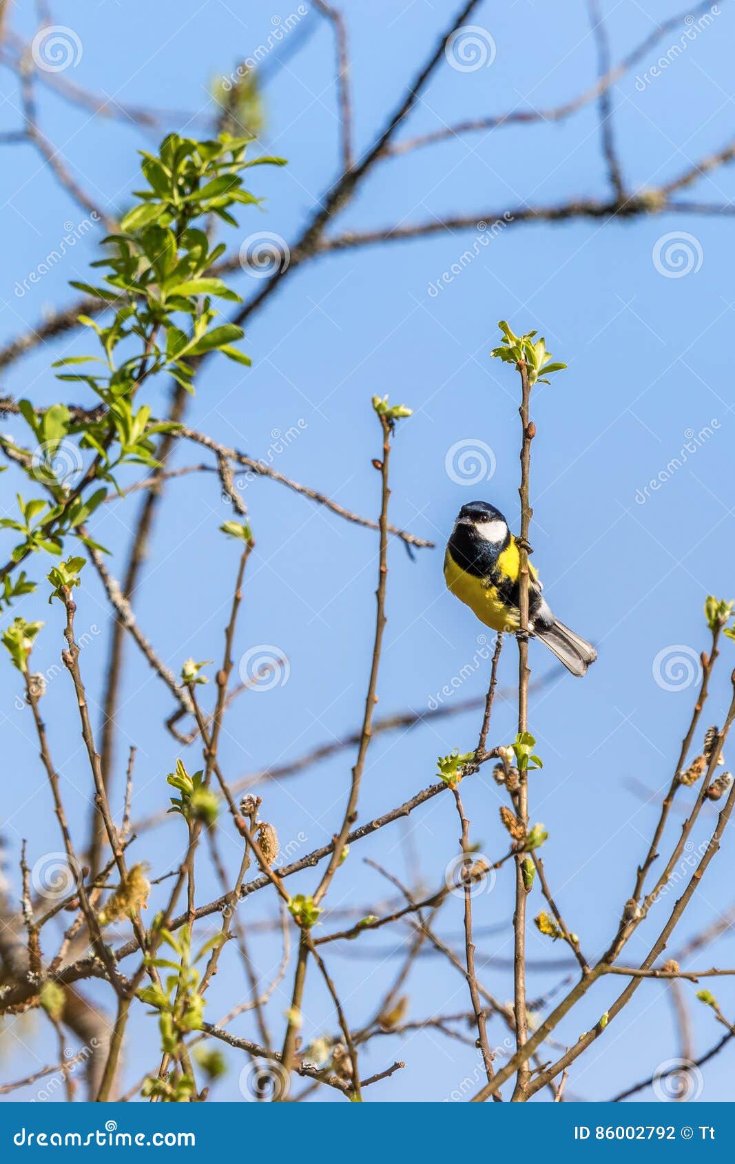Great tit on a tree branch stock photo. Image of parus - 86002792