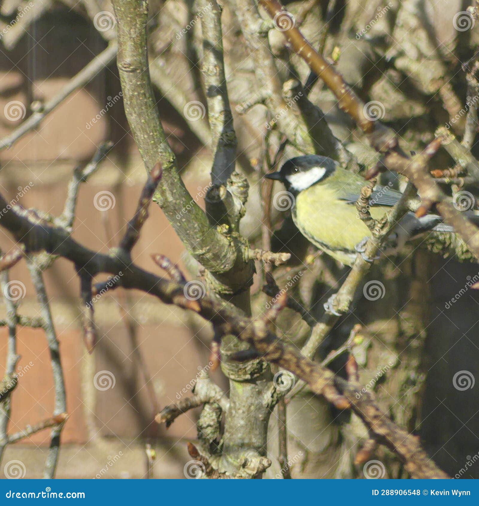 A Great Tit Sitting on a Tree Stock Photo - Image of branches, sitting ...