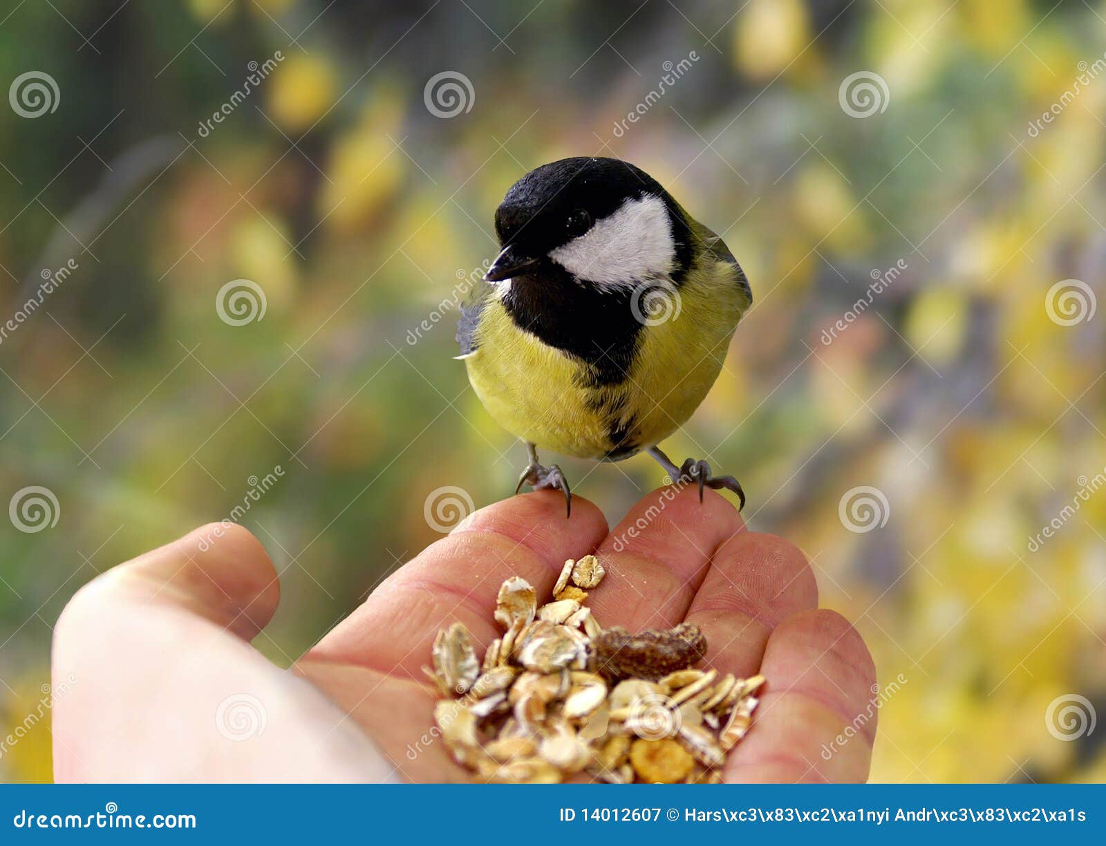 Great titmouse stock image. Image of nature, animals - 14012607