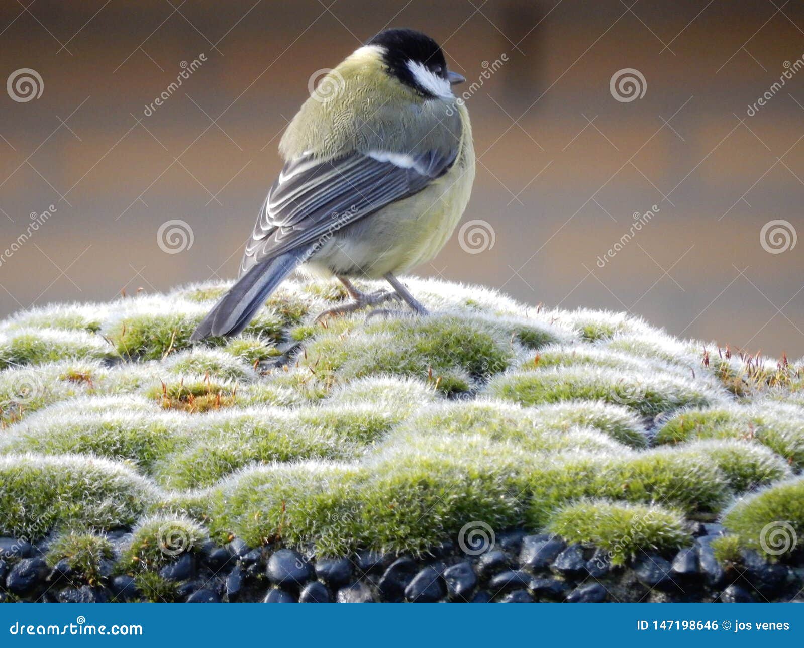 Great titmouse stock photo. Image of nature, titmouse - 147198646