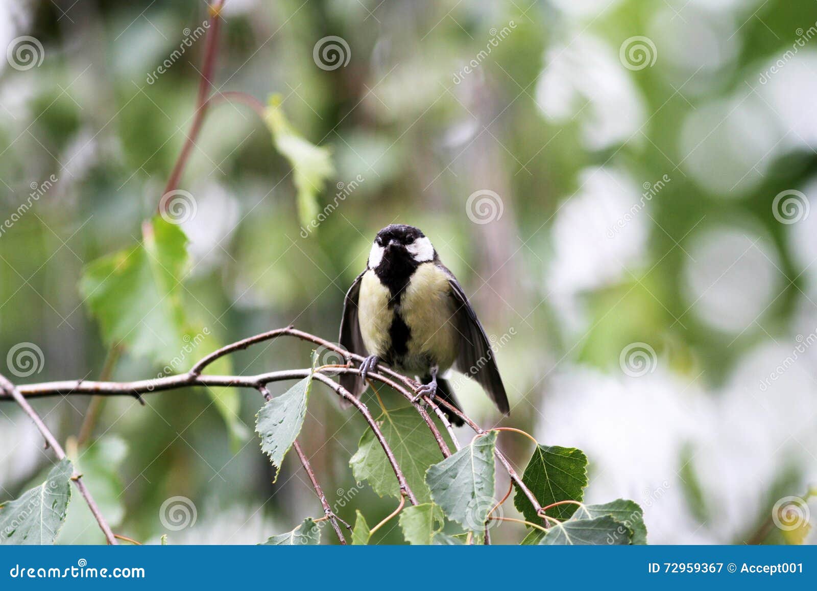 Great Titmouse Nestling Bird Sitting on a Branch at the Beginning ...