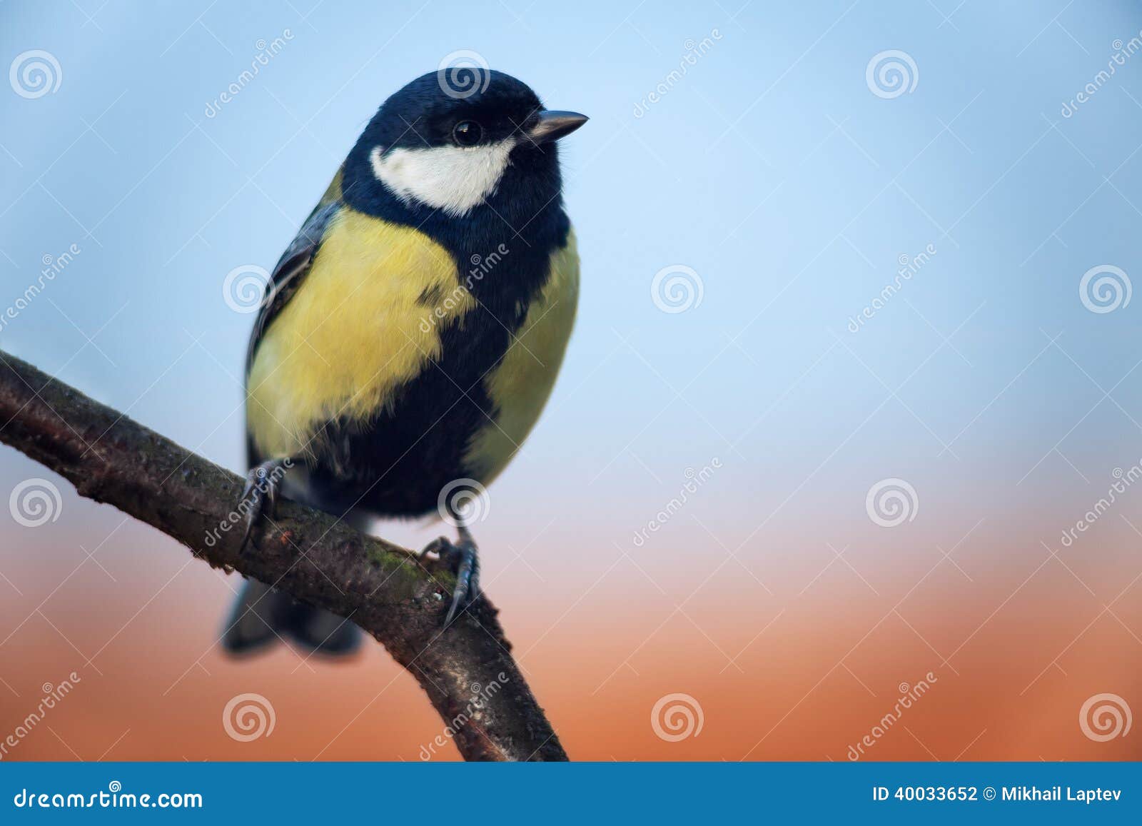 Great Titmouse (Parus Major) Stock Photo - Image of season, nature ...