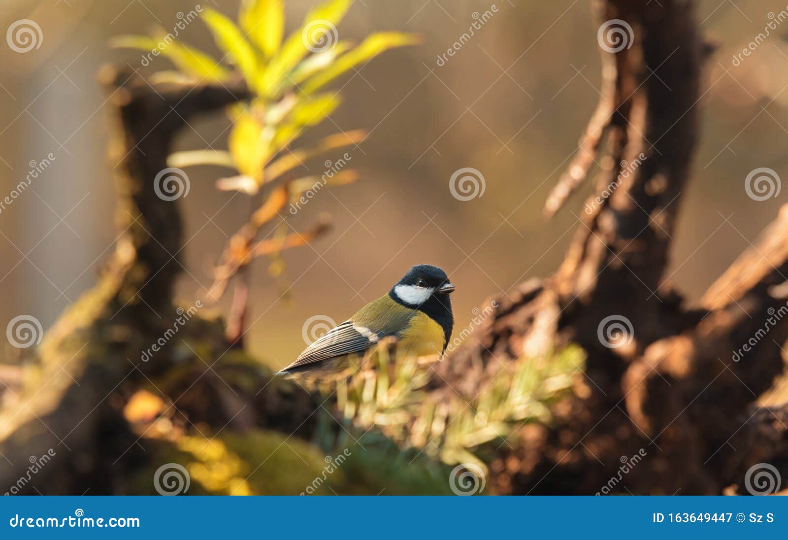 Great Titmouse Sitting on a Branch Stock Image - Image of background ...